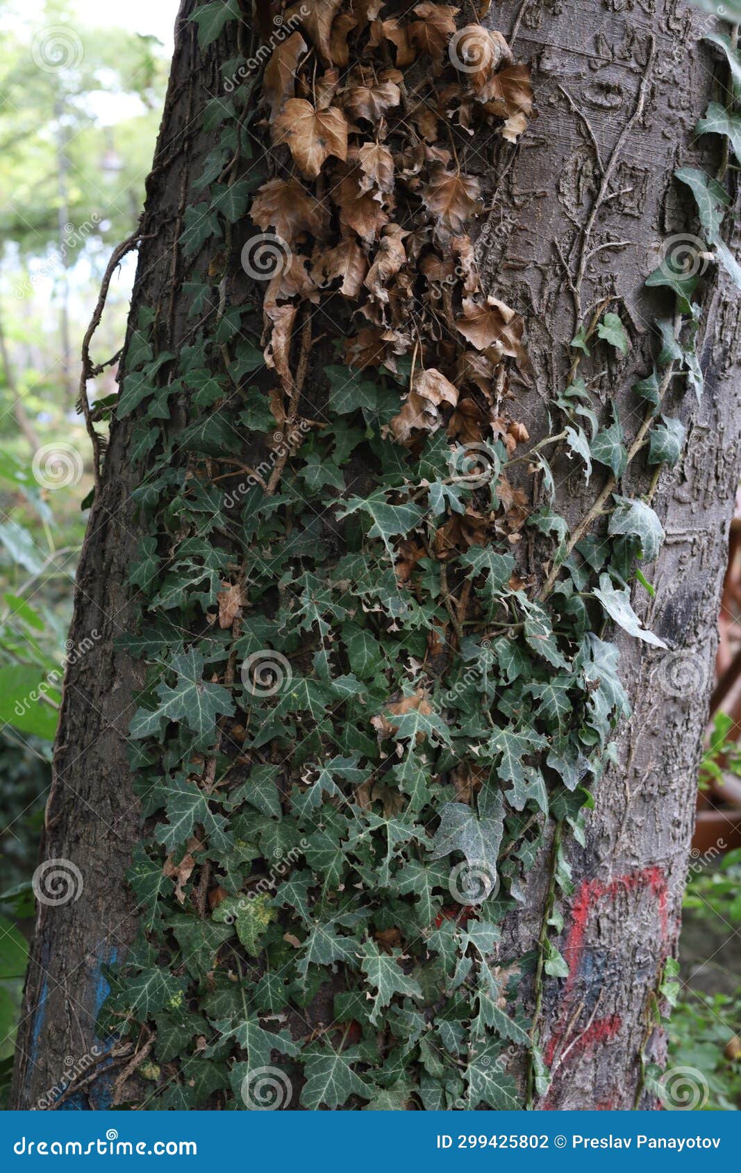 Parasitic Plants Growing on Tree Bark Stock Photo - Image of parasitic ...