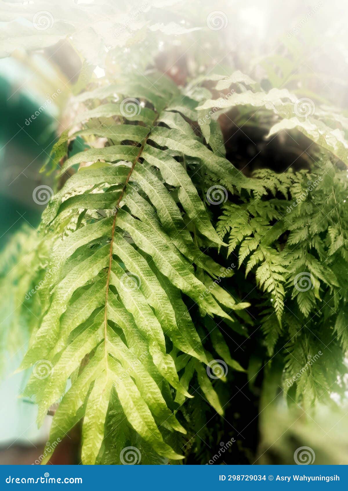 Trees With Parasitic Stem Pests Fungi Saprophytes And Parasites In The ...