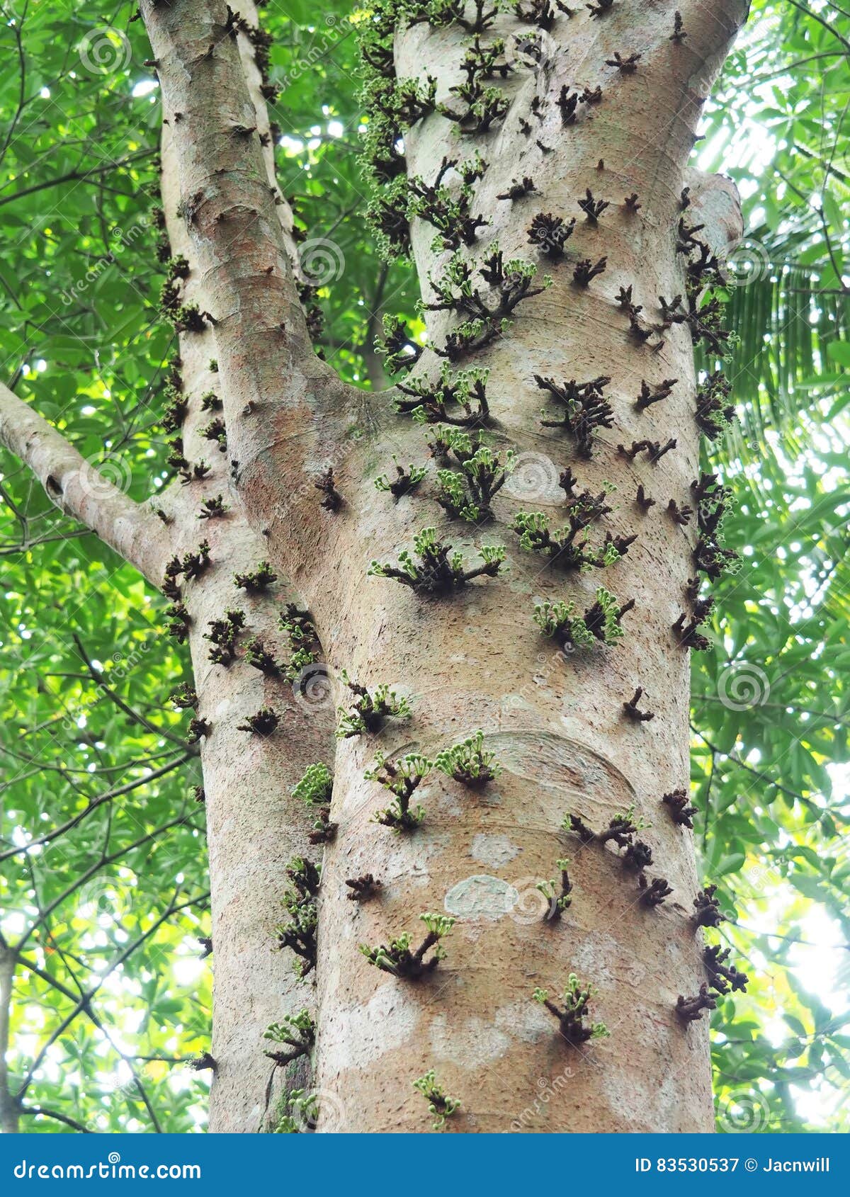 Parasitic Plants stock image. Image of plants, parasites - 83530537