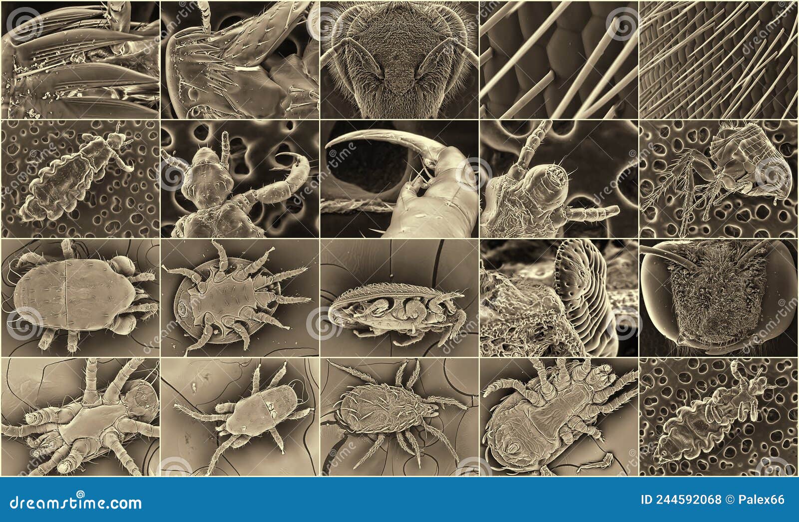 Dog Ticks And Flea Under Microscope For Study In Laboratory. Royalty ...
