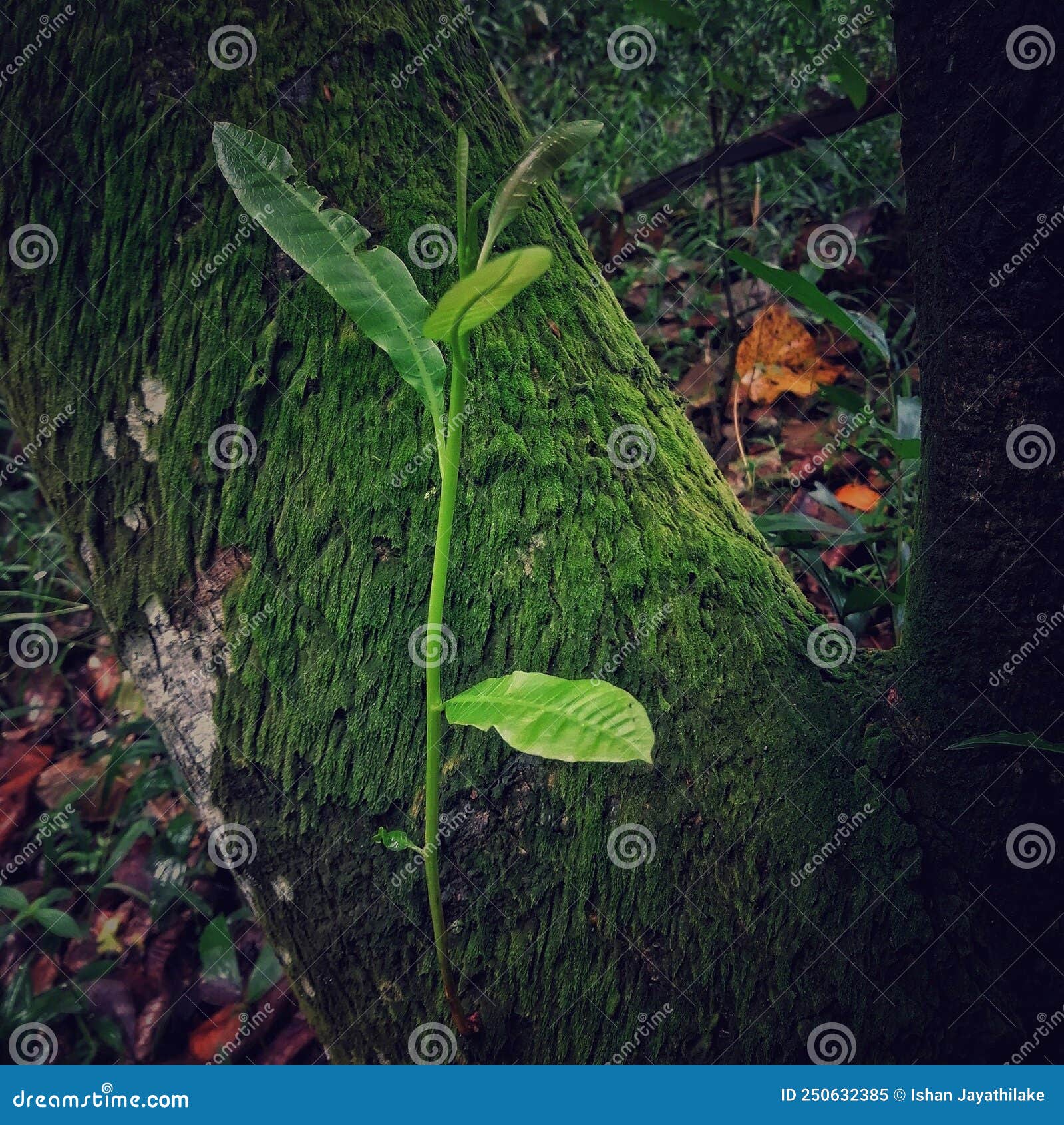 A Parasitic Tree that Grows from a Large Tree. Stock Image - Image of ...