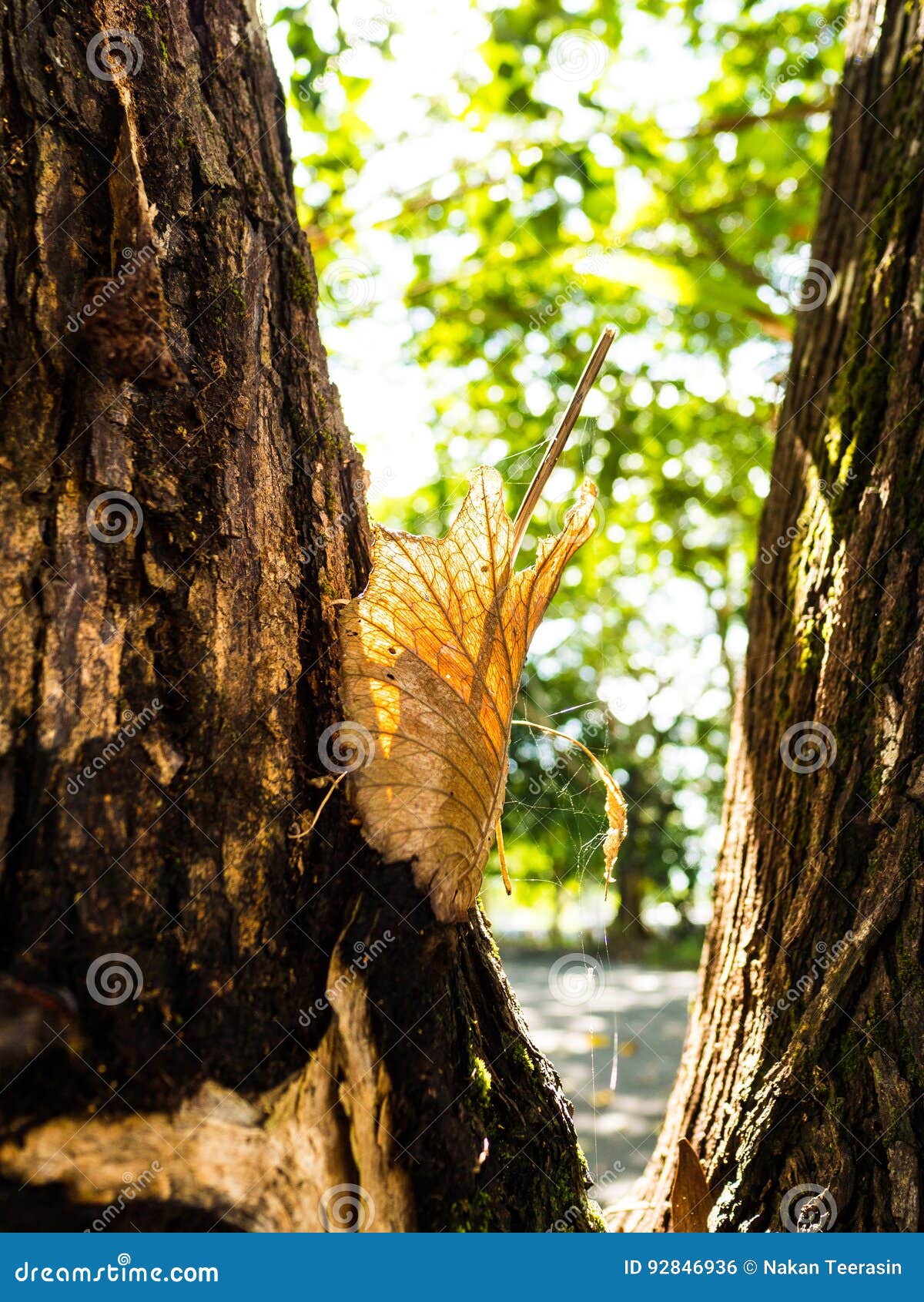The parasitic on tree. stock photo. Image of wood, brown - 92846936