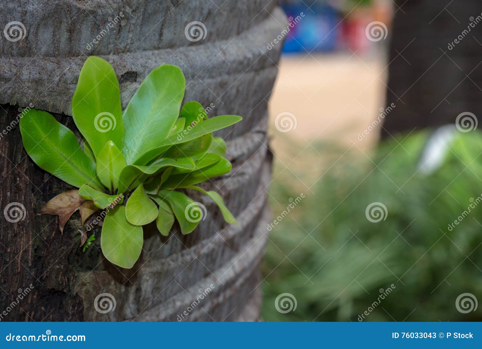 Parasitic on tree. stock image. Image of branch, flora - 76033043