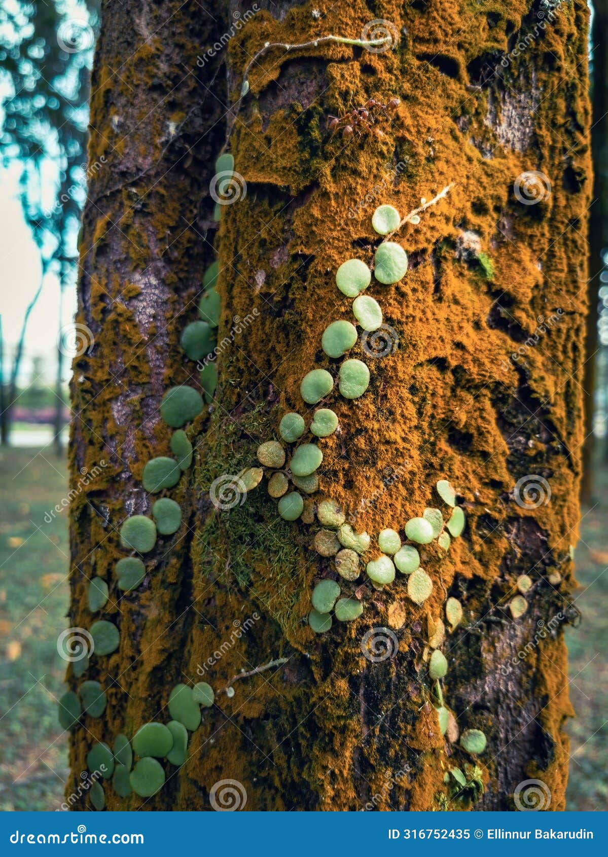 Parasitic Vine Wrapped Around Tree Trunk in Tropical Park Stock Image ...