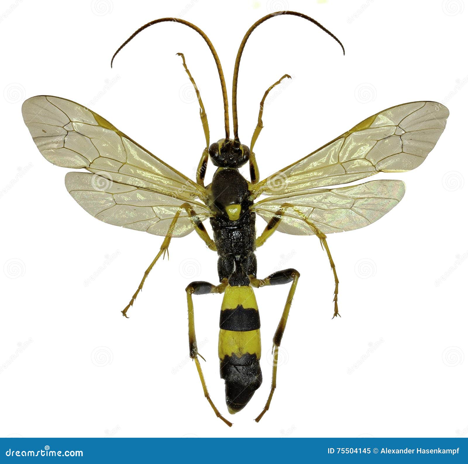 The Parasitic Wasp Amblyteles on White Background Stock Image - Image ...