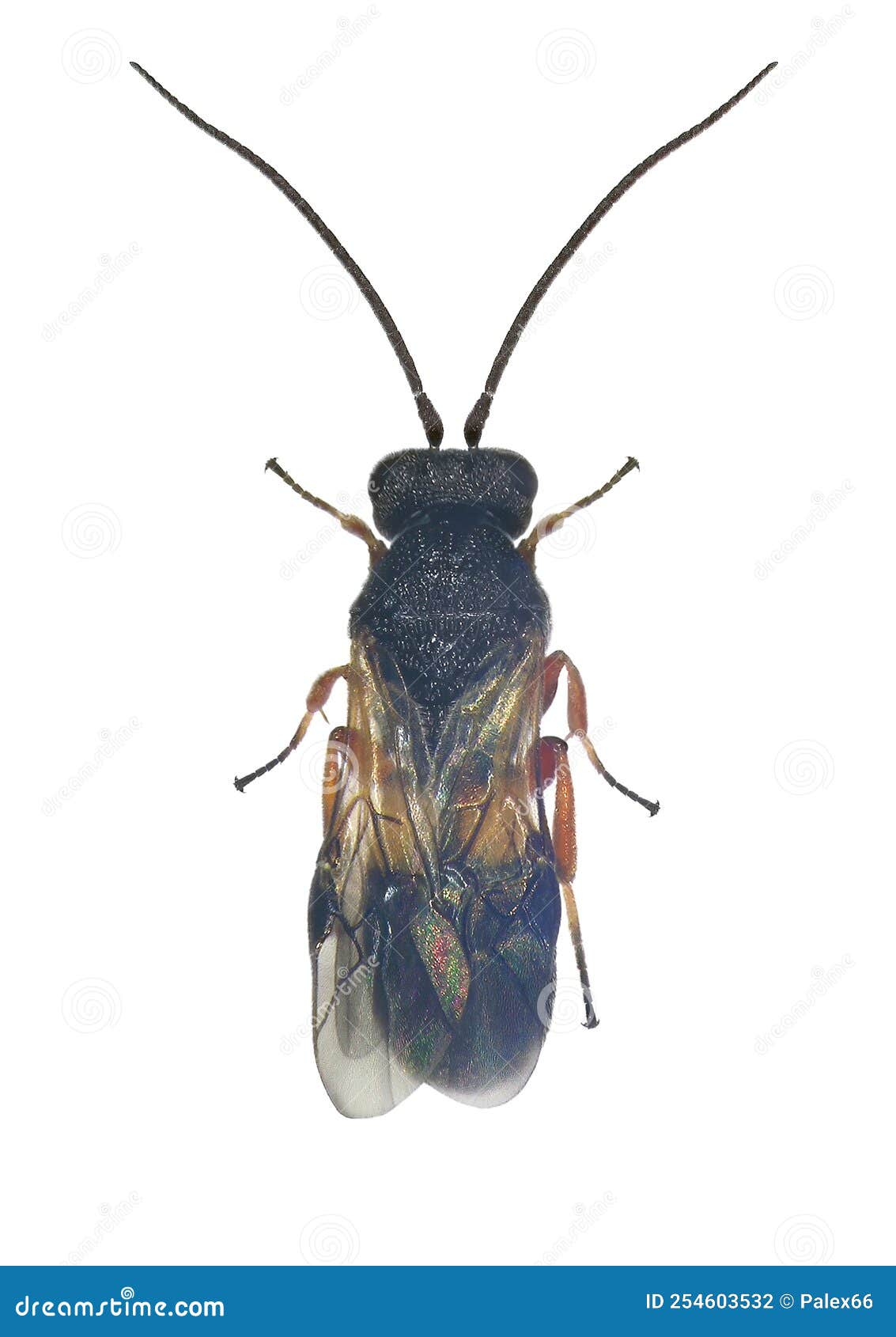 Parasitic Wasp, Chelonus Insularis Stock Photo - Image of biological ... Parasitic Wasp, Chelonus Insularis Stock Photo - Image of biological ...