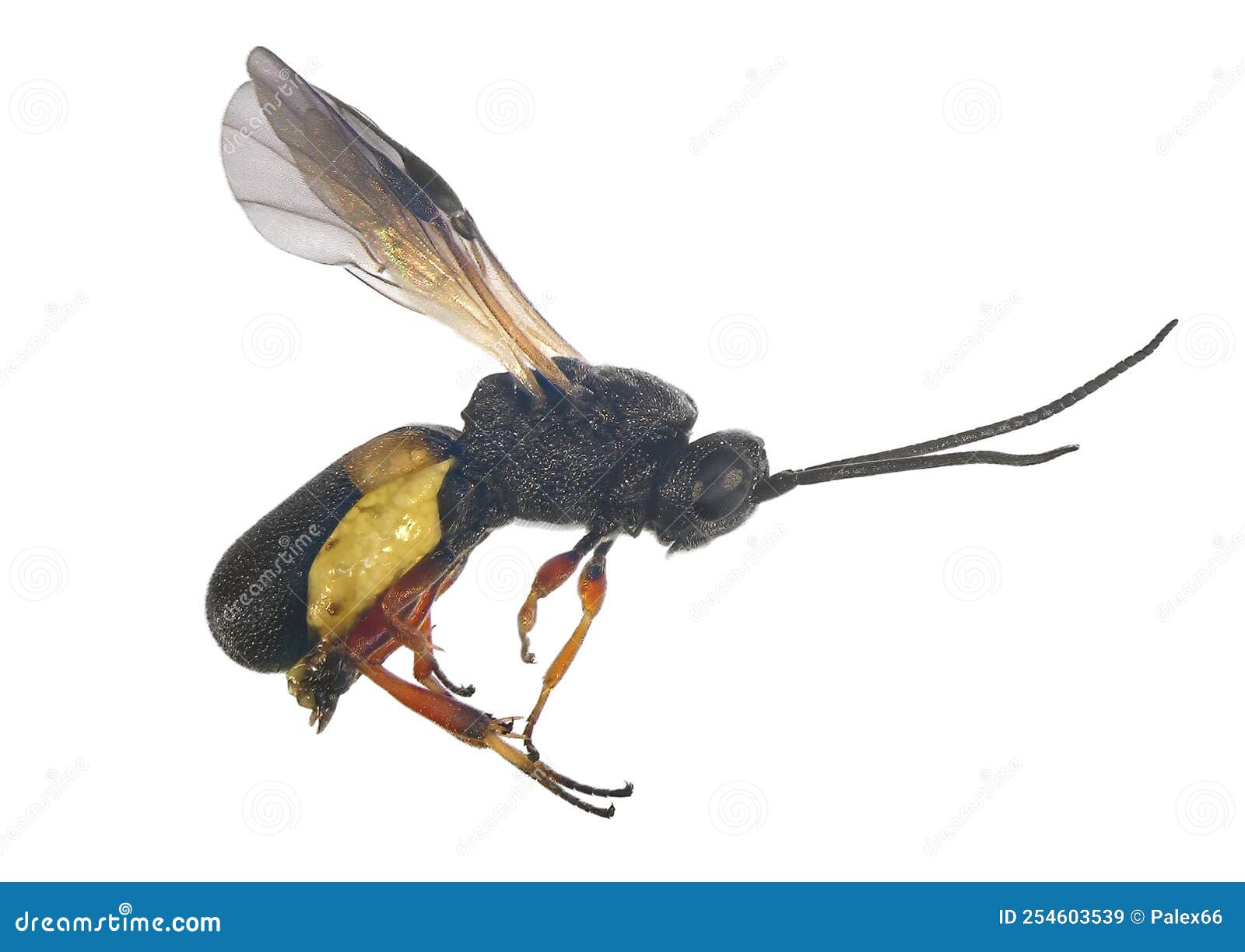 Parasitic Wasp, Chelonus Insularis Stock Image - Image of larval, life ... Parasitic Wasp, Chelonus Insularis Stock Image - Image of larval, life ...