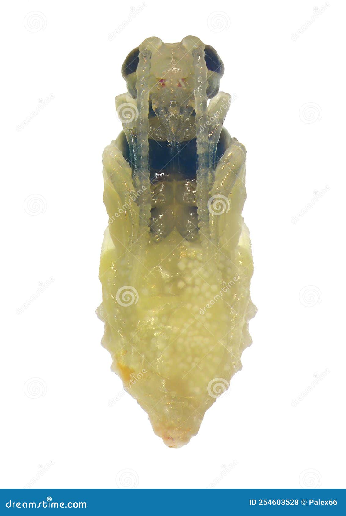 Parasitic Wasp, Chelonus Insularis. Pupa Stock Photo - Image of ... Parasitic Wasp, Chelonus Insularis. Pupa Stock Photo - Image of ...