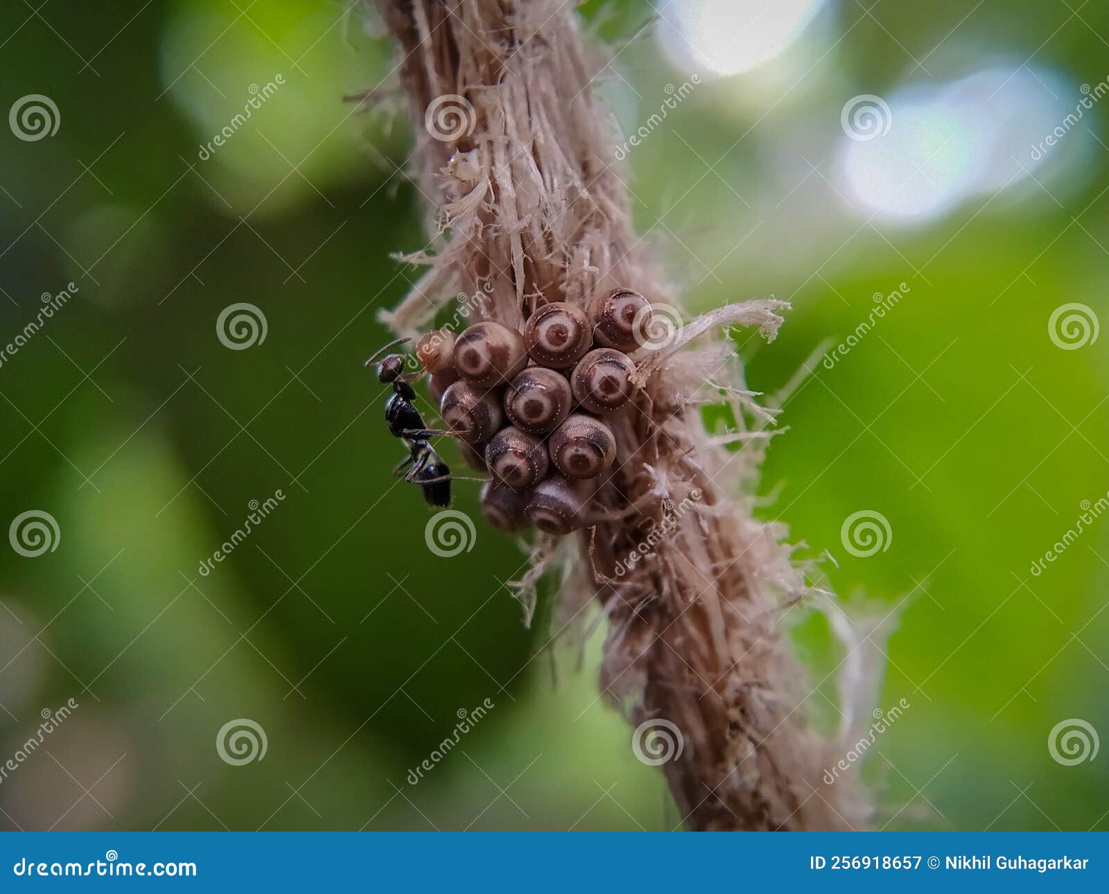 Parasitic Wasp on Stink Bug Eggs Stock Image - Image of pests ...