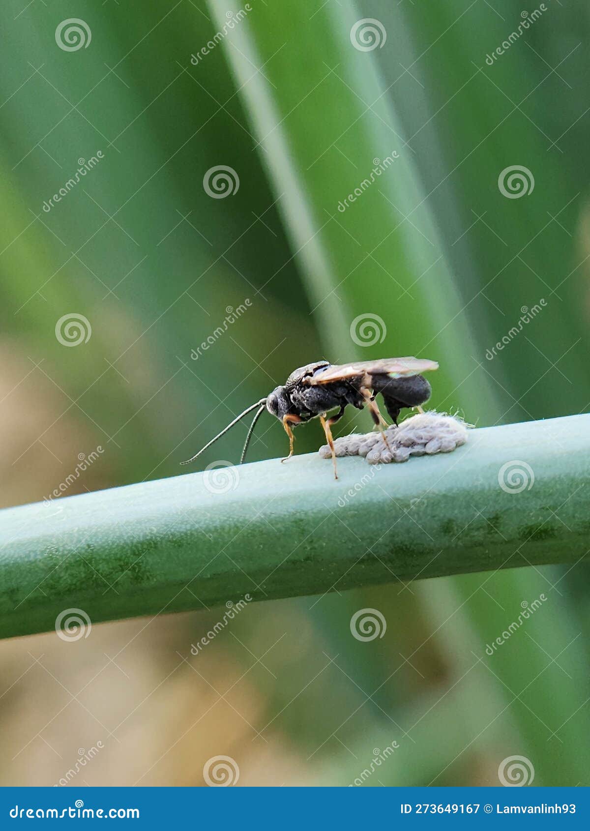 Parasitic Wasps Attack on Beet Armyworm Egg on Green Onion. Stock Image ...