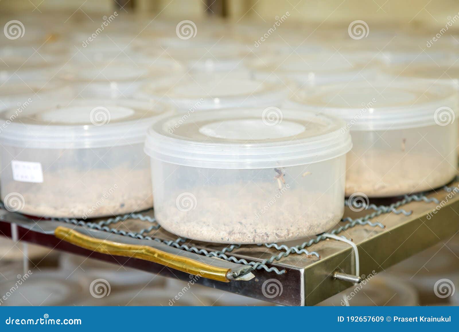 Parasitic Wasps Feeding in the Farm Stock Image - Image of parasitic ...