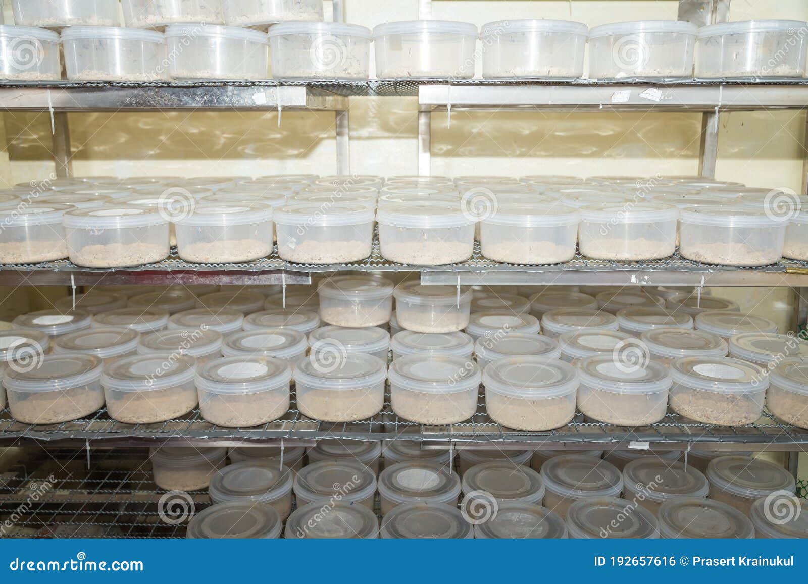 Parasitic Wasps Feeding in the Farm Stock Photo - Image of family ...