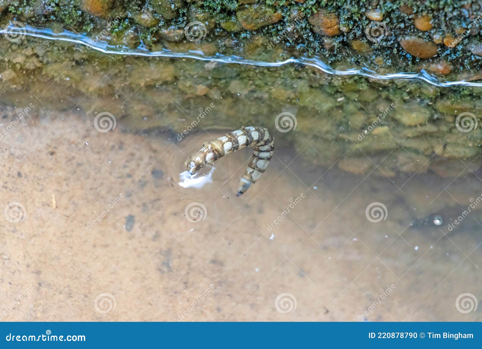 Parasitic worm in water stock photo. Image of worm, water - 220878790