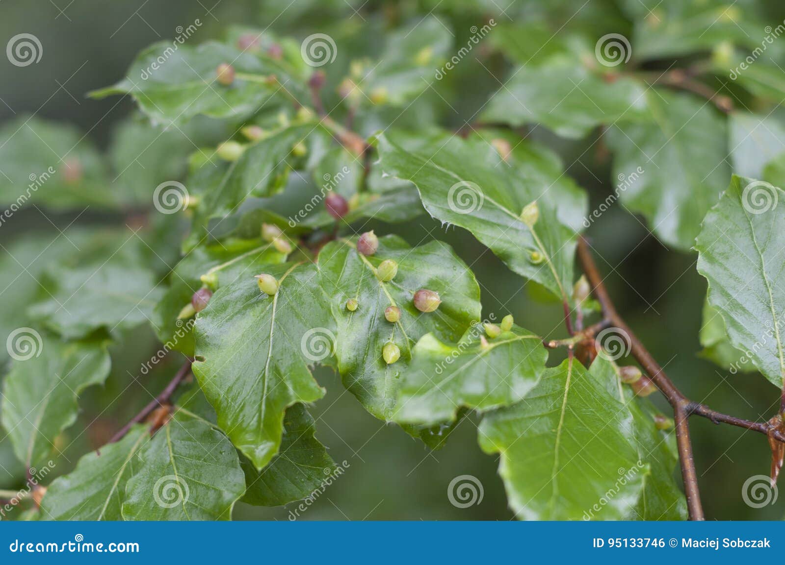 Parasitism on Beech Tree in Forest Stock Photo - Image of europe ...