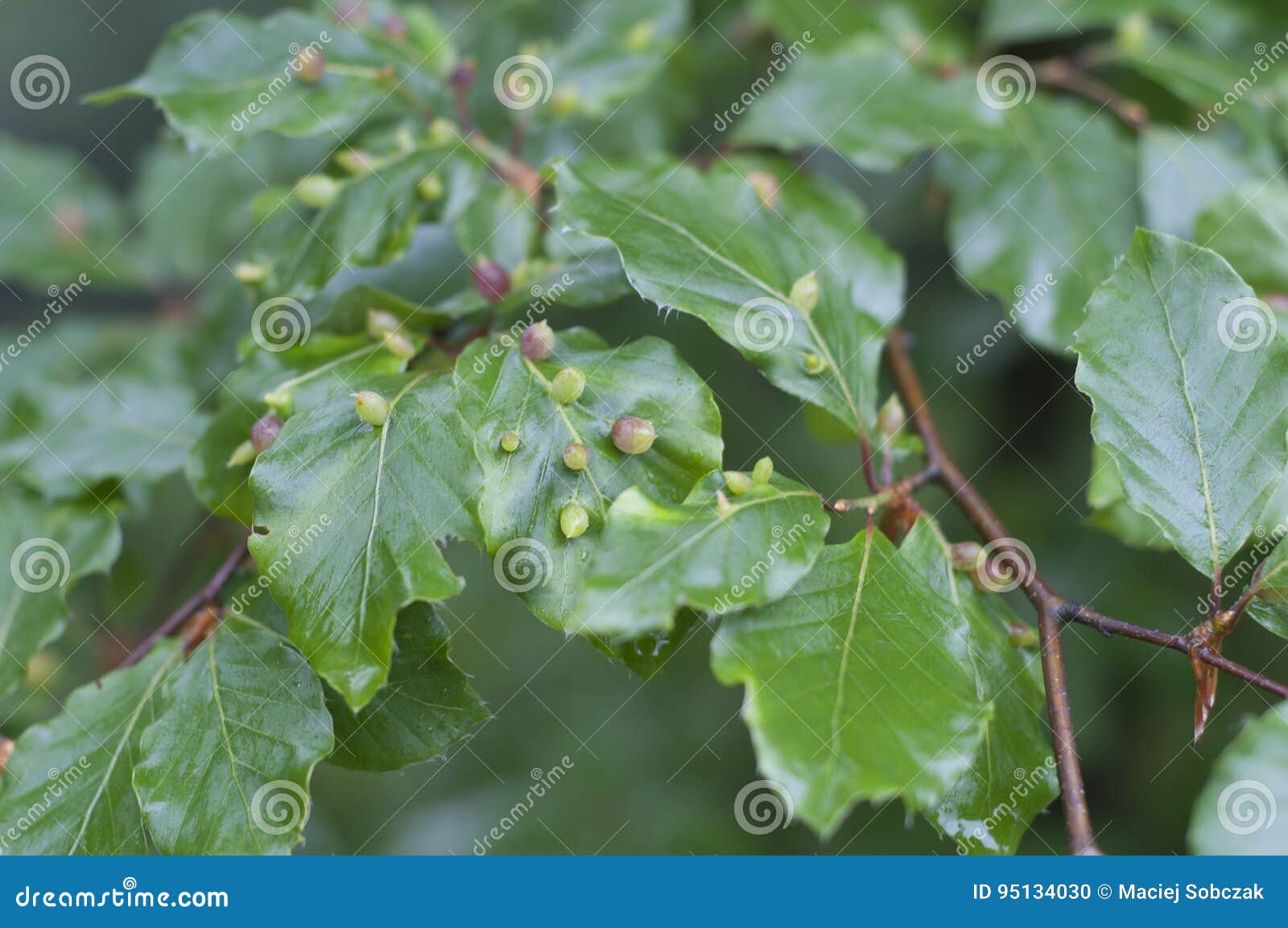 Parasitism on Beech Tree in Forest Stock Photo - Image of wild, moving ...