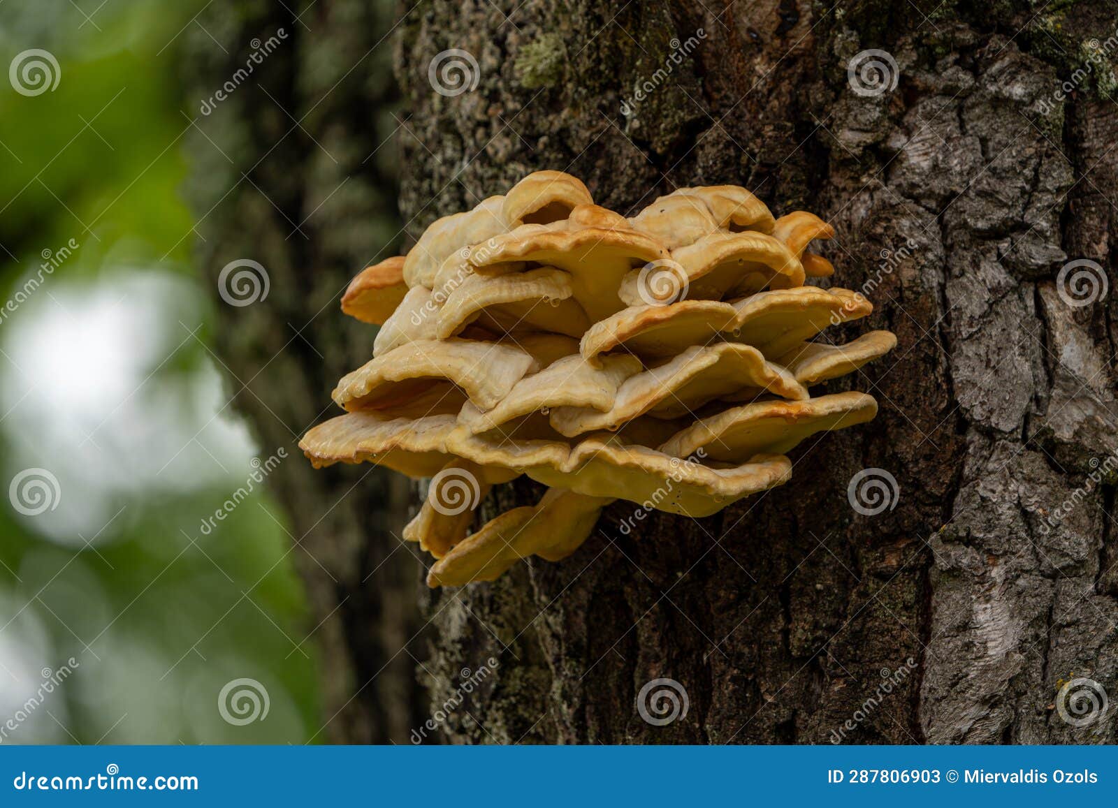 Parasitism stock image. Image of tree, trunk, sulphur - 287806903