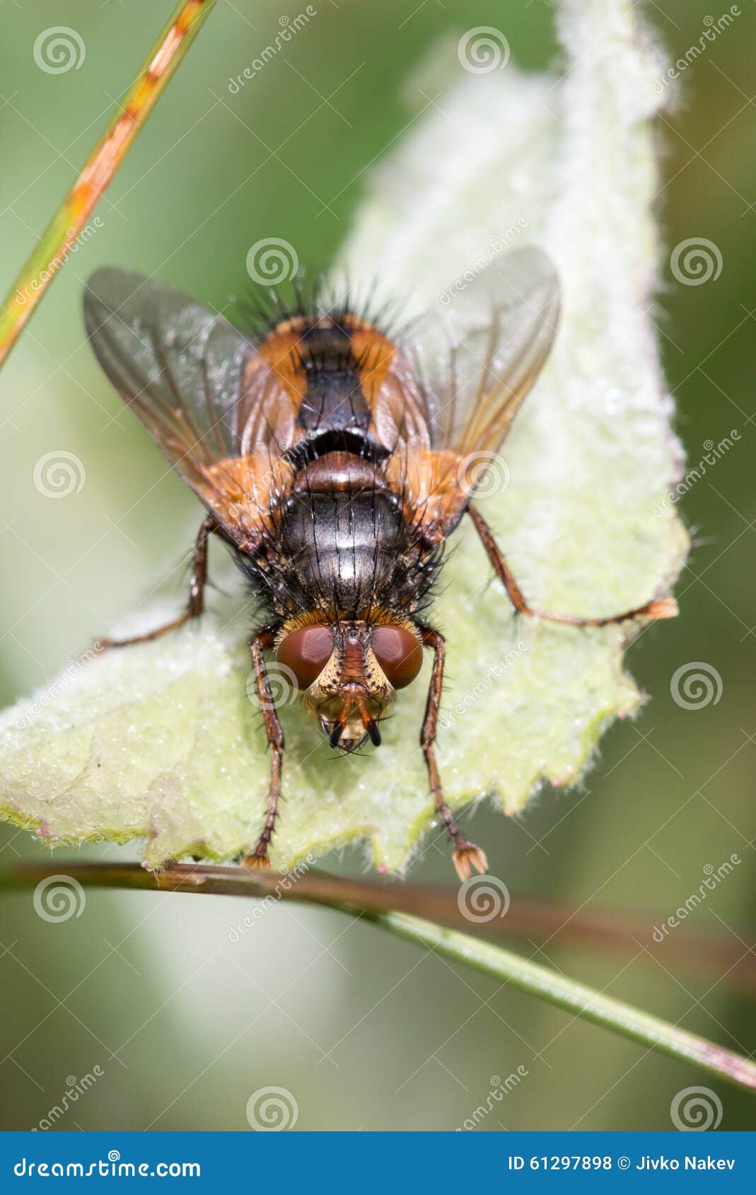 Parasitoid Fly Tachina Fera Stock Photo - Image of facet, animal: 61297898