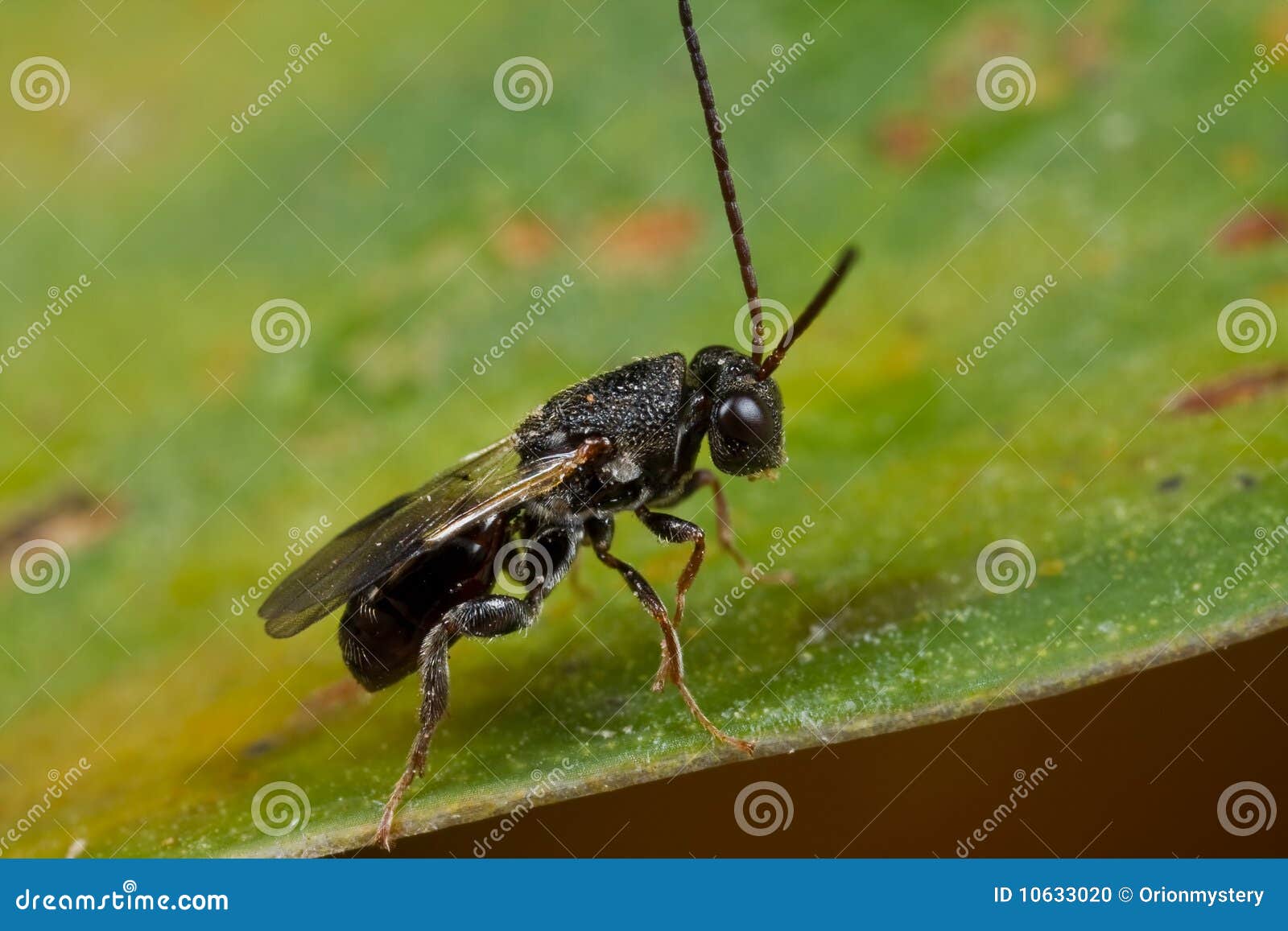 Parasitoid wasp stock photo. Image of parasitoid, wing - 10633020