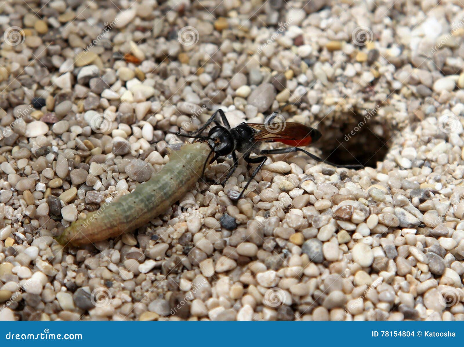 Parasitoid Wasp Dragging a Paralyzed Caterpillar Stock Photo - Image of ...