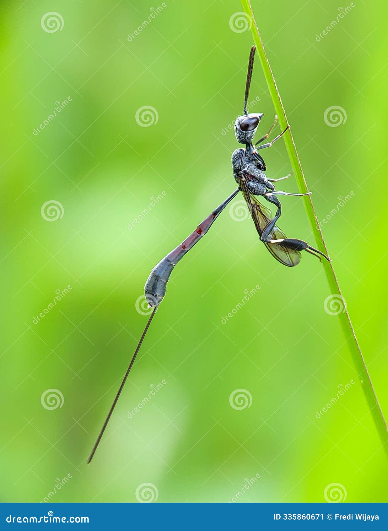 Parasitoid Wasp with Long Tail on the Leaf Stock Image - Image of ...