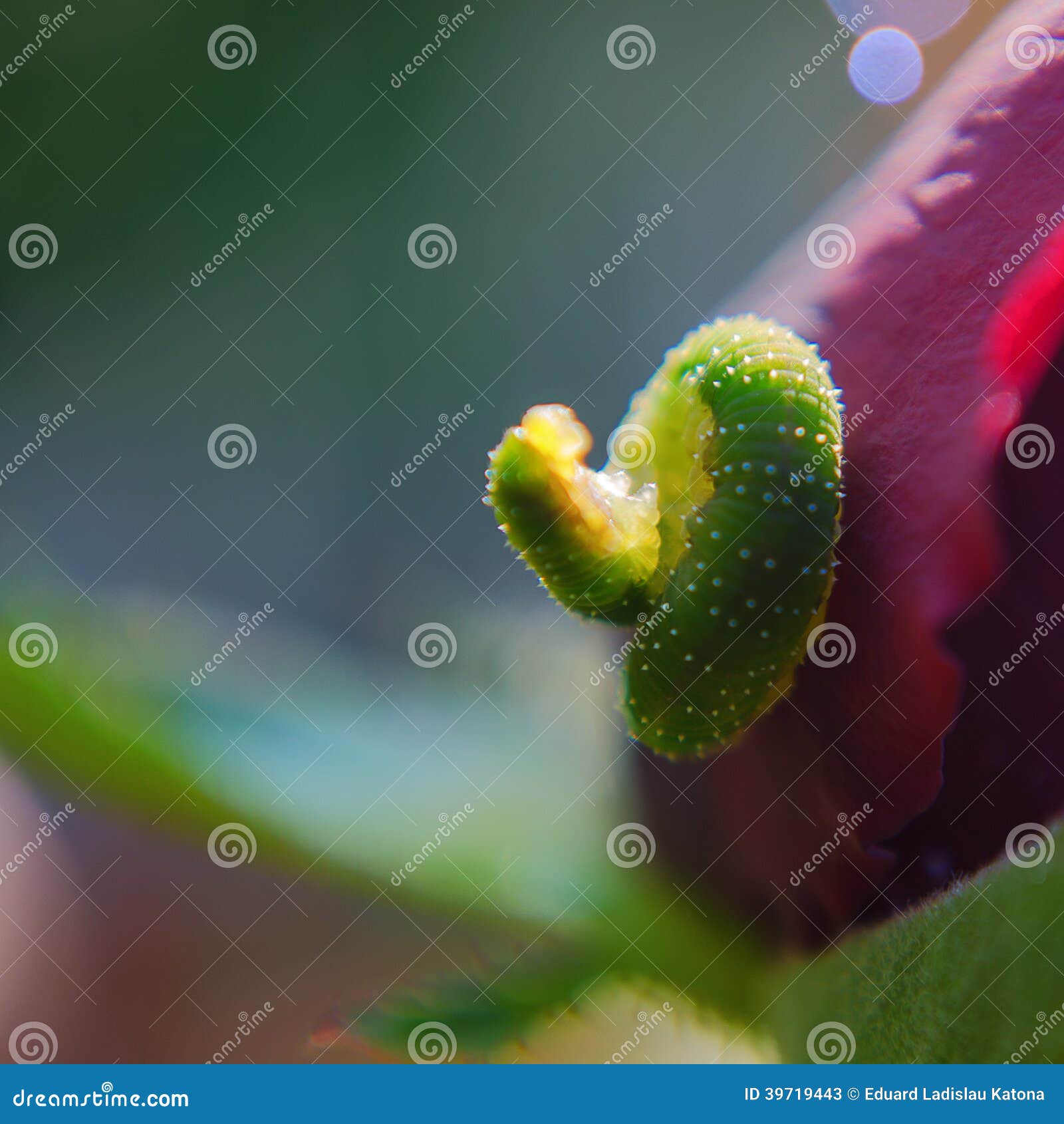 Parasitus - the Worm stock image. Image of macro, wild - 39719443