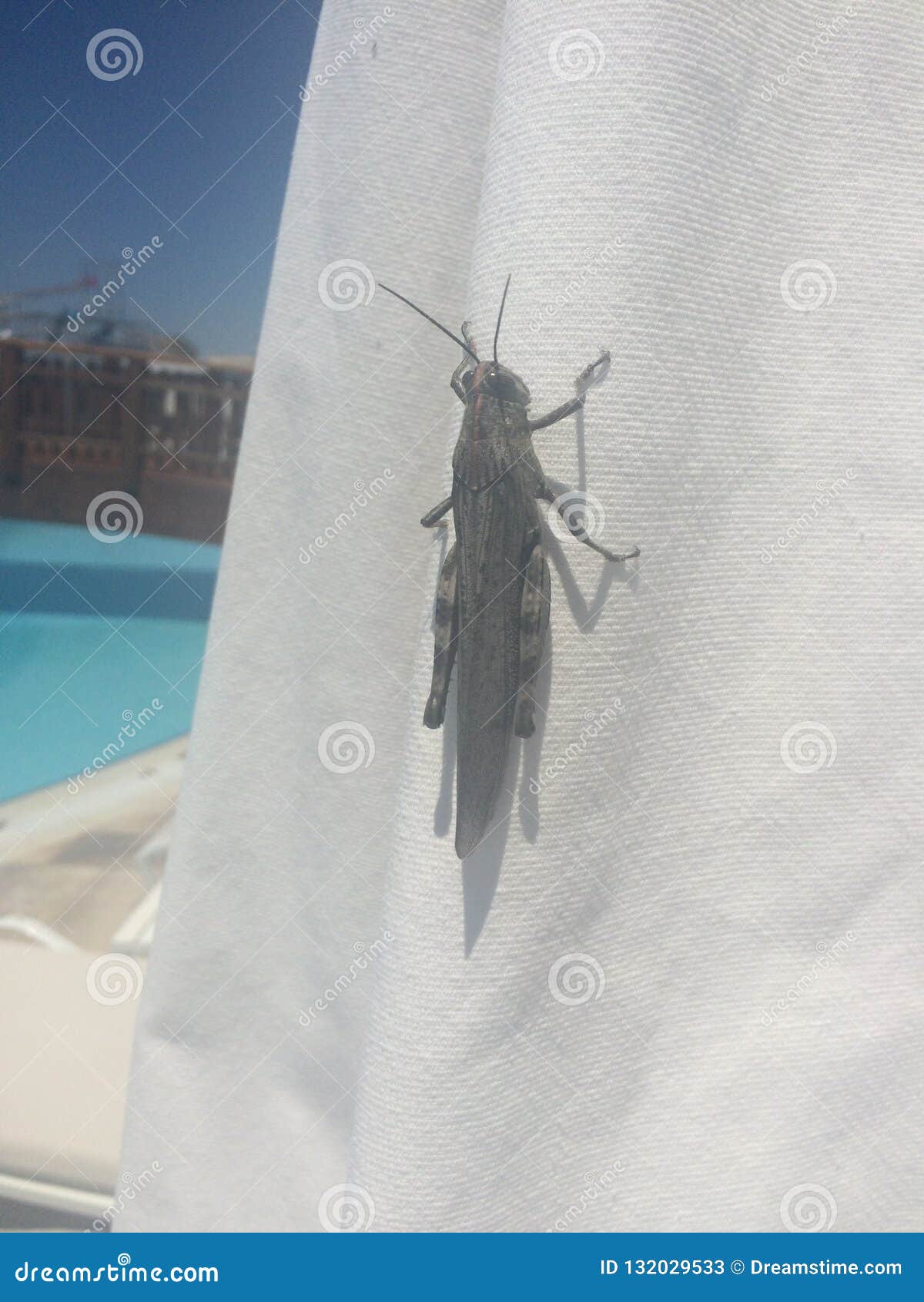 Insects large stock image. Image of turkey, cricket - 132029533