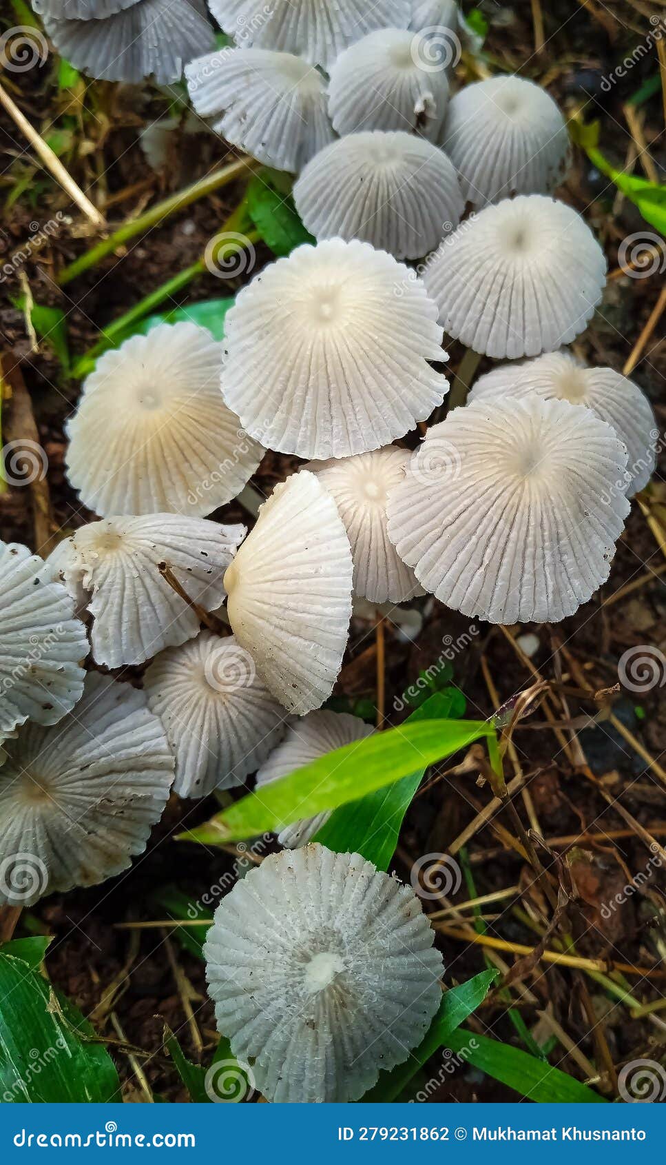 Parasola Plicatilis Mushroom Growing in the Yard Stock Photo - Image of ...