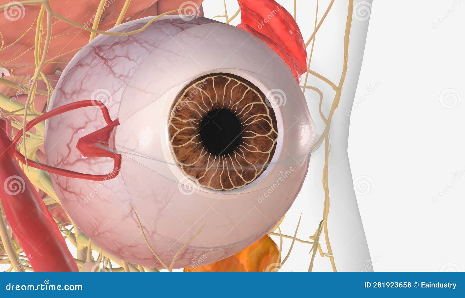 Parasympathetic Nervous System and Eye Stock Illustration ...