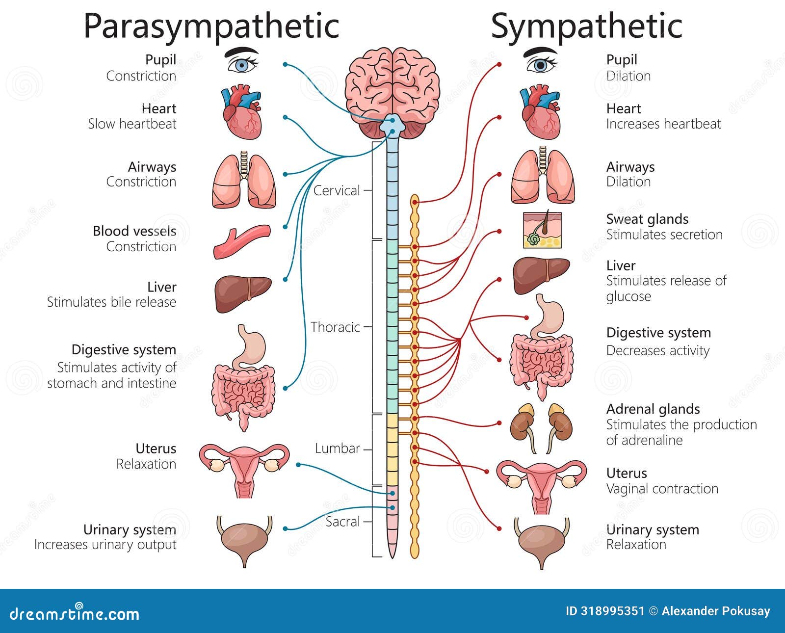 Parasympathetic and Sympathetic Nervous Systems Stock Vector ... Parasympathetic and Sympathetic Nervous Systems Stock Vector ...