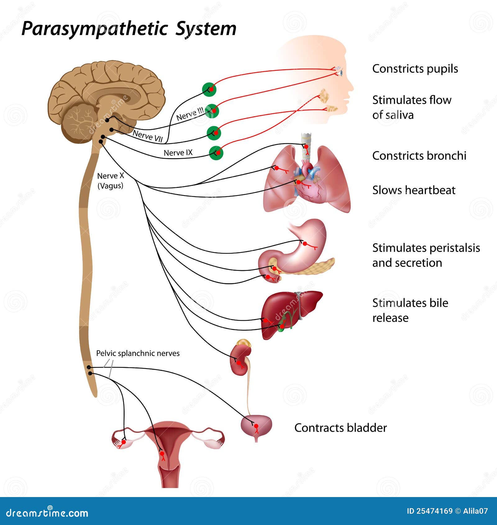 Parasympathetic System Royalty Free Stock Images - Image: 25474169