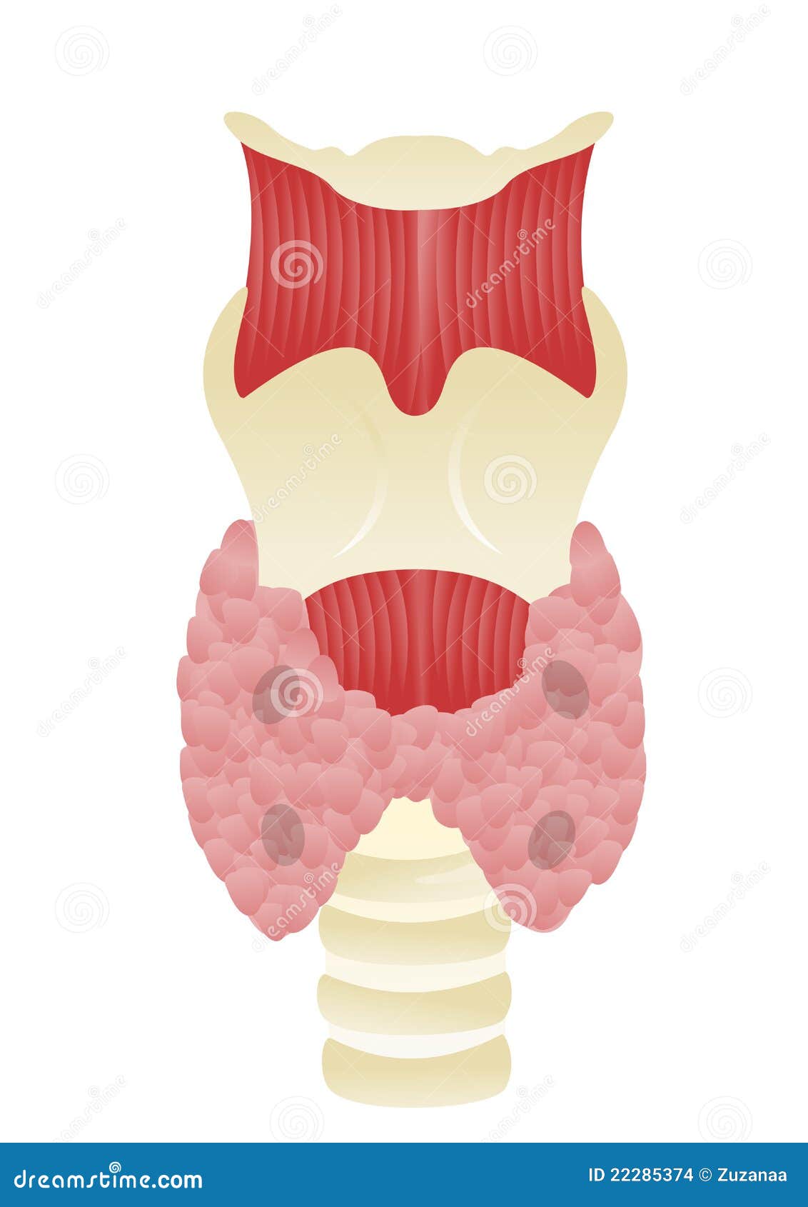 Parathyroid Gland Anatomy Cartoon Vector | CartoonDealer.com #237466943