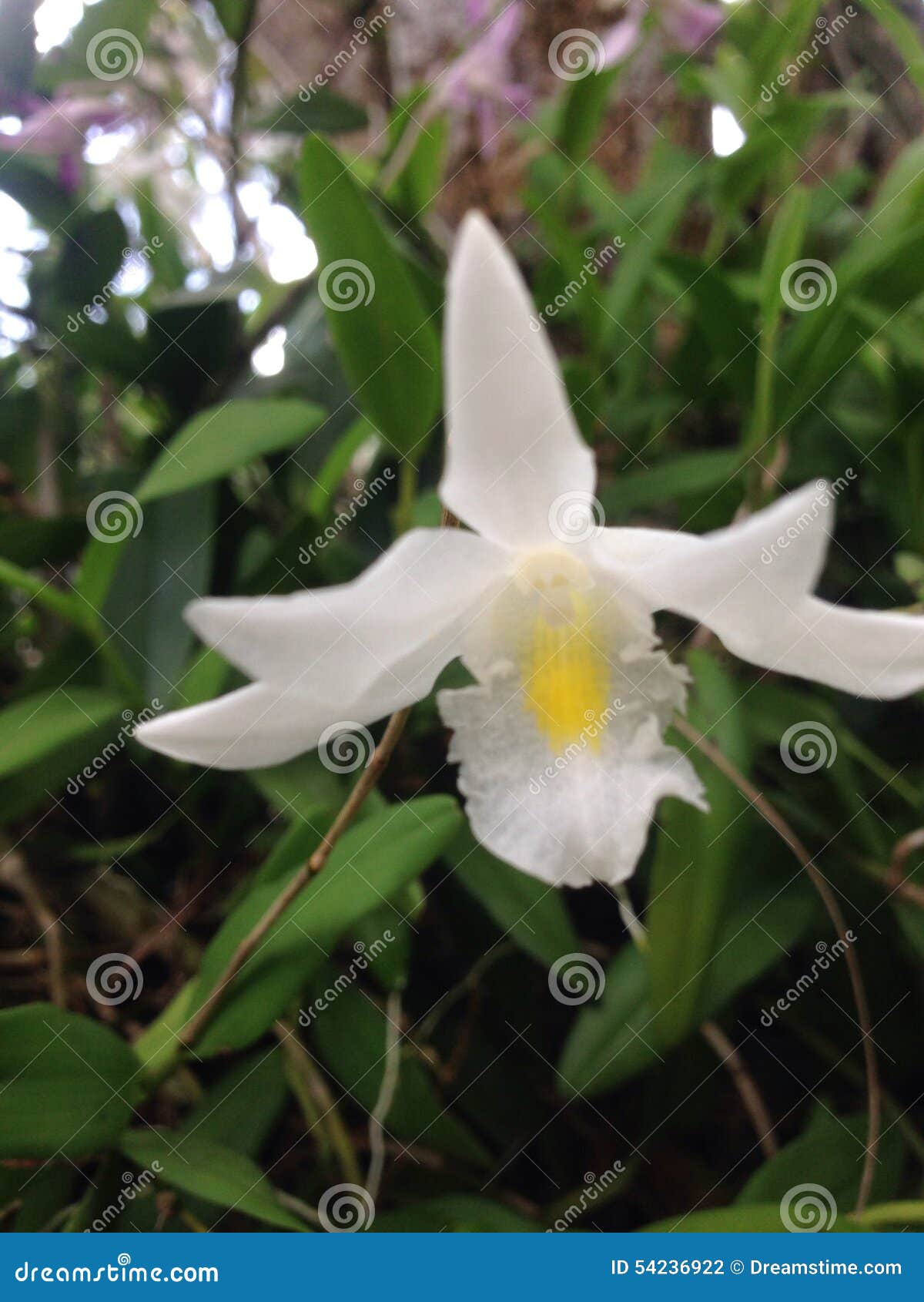 Paravi flower stock photo. Image of morning, paravi, lanka - 54236922