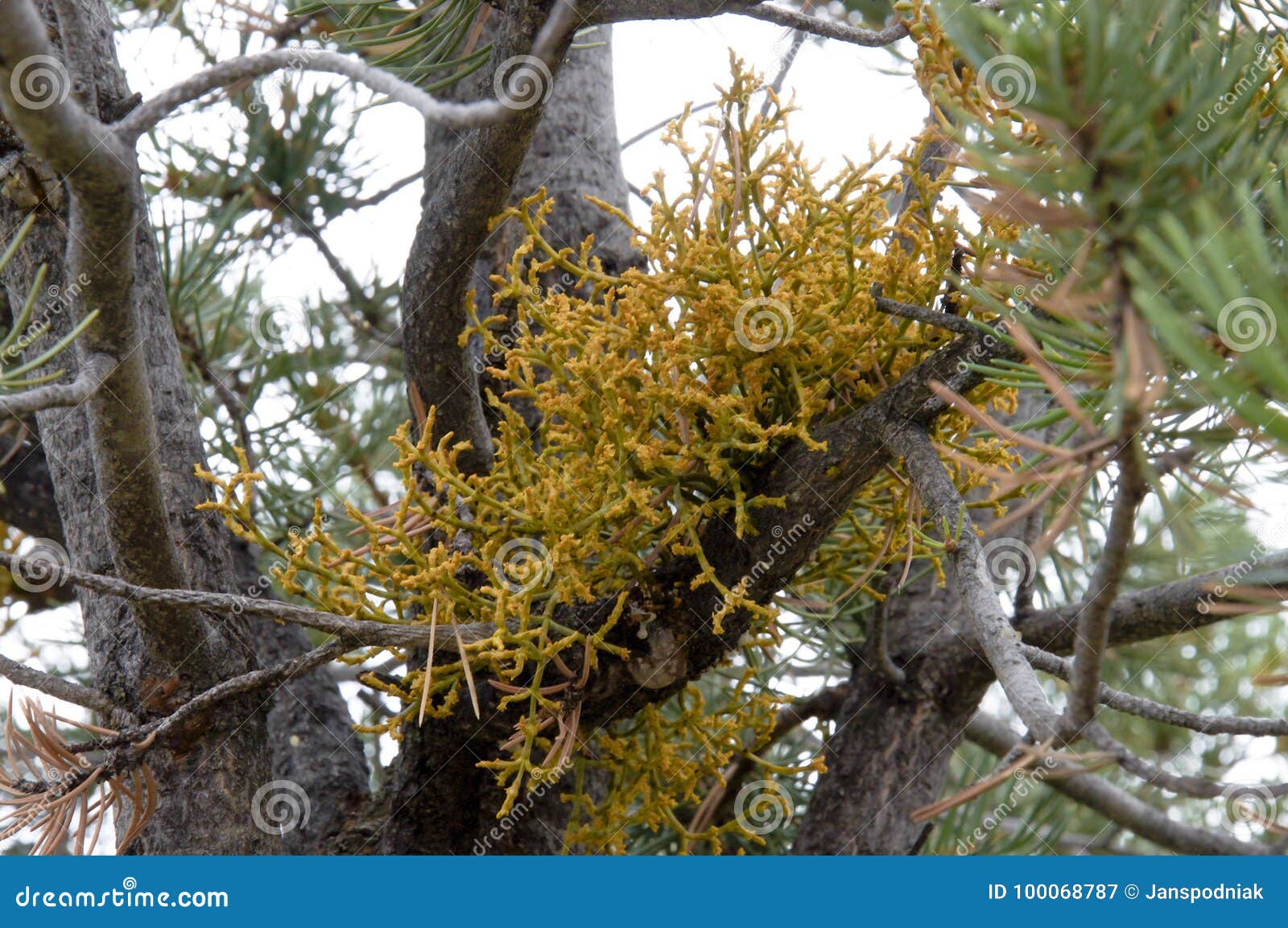 The parazitic mistletoe stock image. Image of grows - 100068787