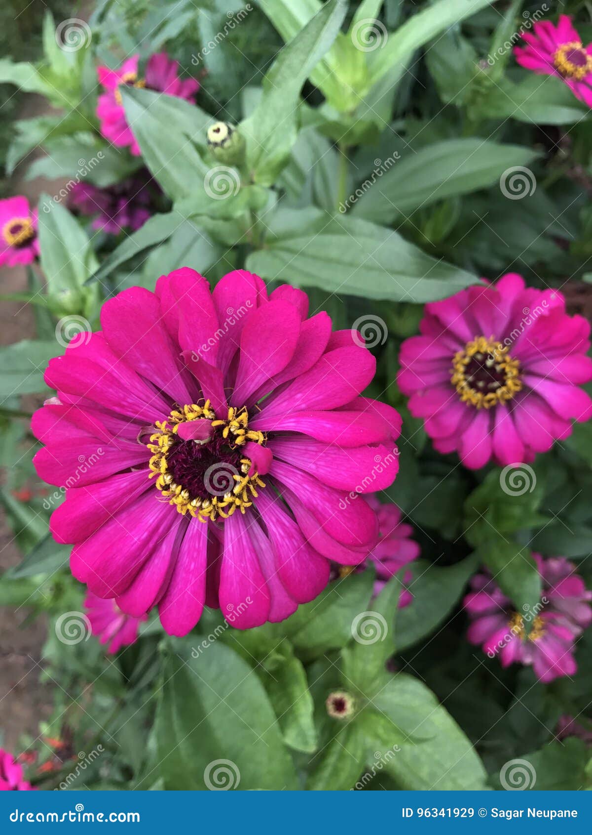 Parbati Flower Stock Photos - Free & Royalty-Free Stock Photos from ...