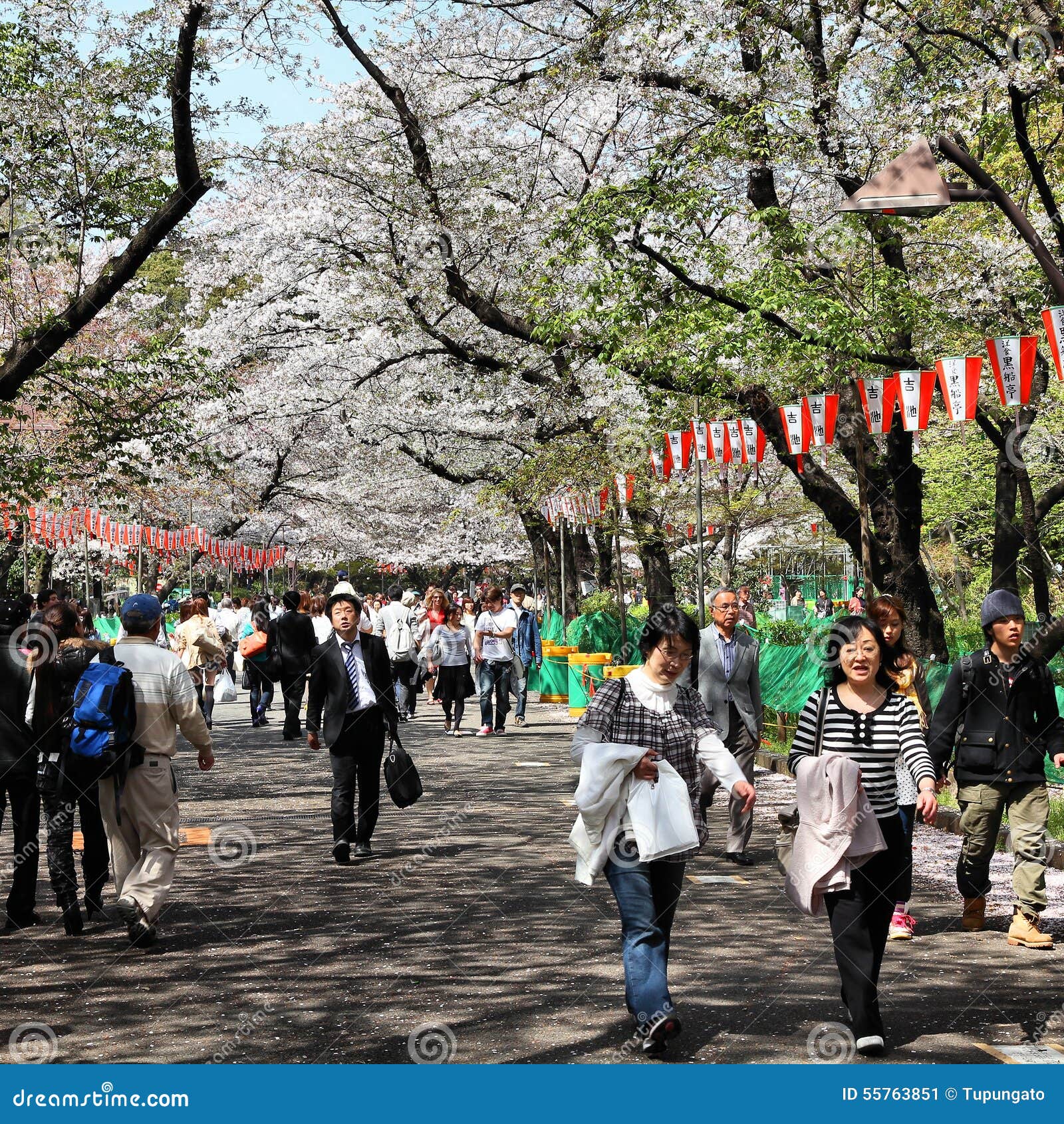Parc d'Ueno Cherry Blossom photo éditorial. Image du tourisme - 55763851