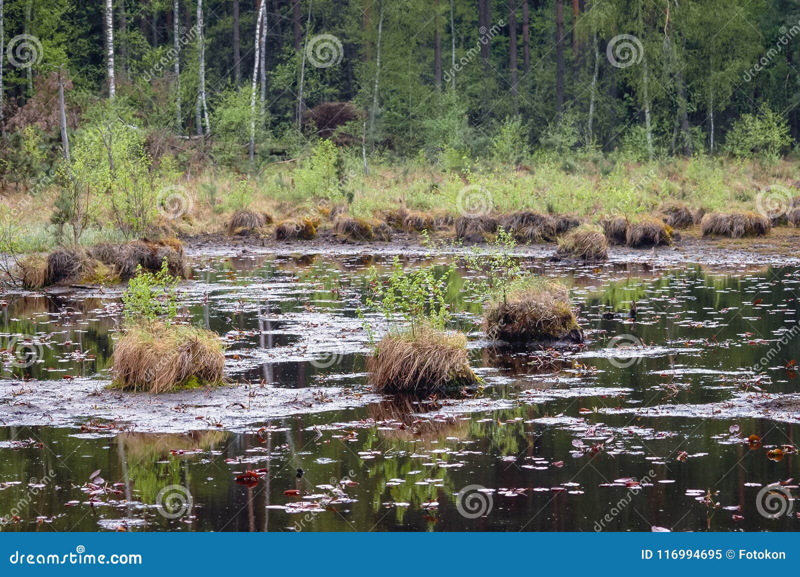 Parc de paysage d'insecte image stock. Image du désert - 116994695