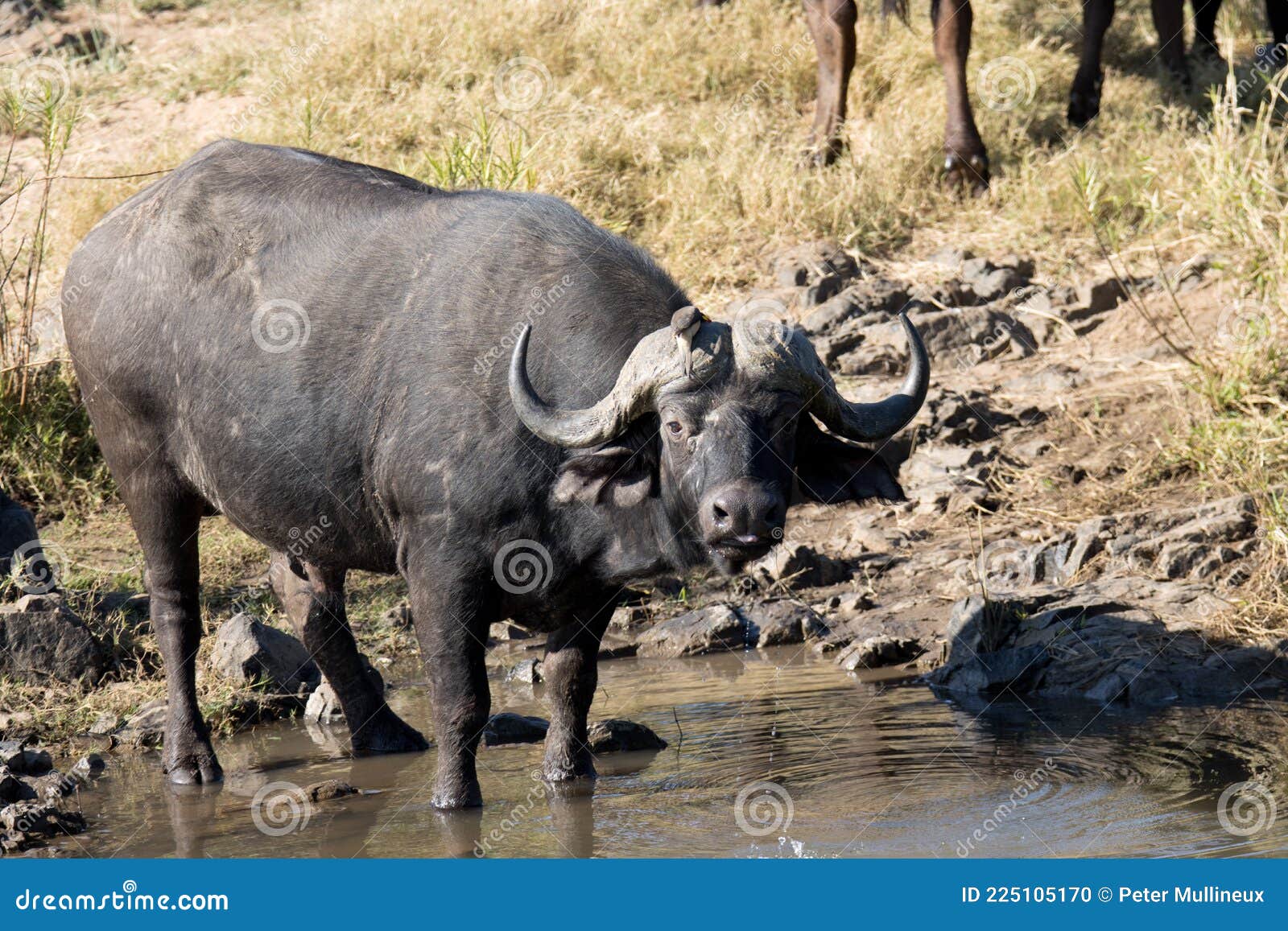 Parc National De Kruger : Taureau De Buffle Photo stock - Image du ...