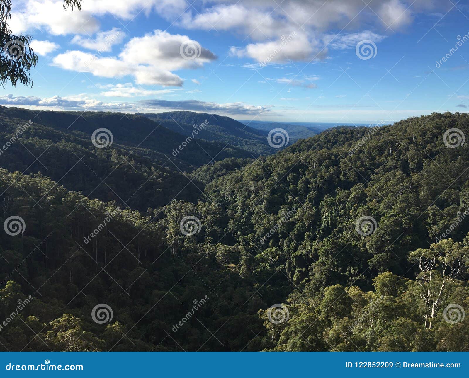 Parc National De Springbrook Image stock - Image du arbre, nationale ...