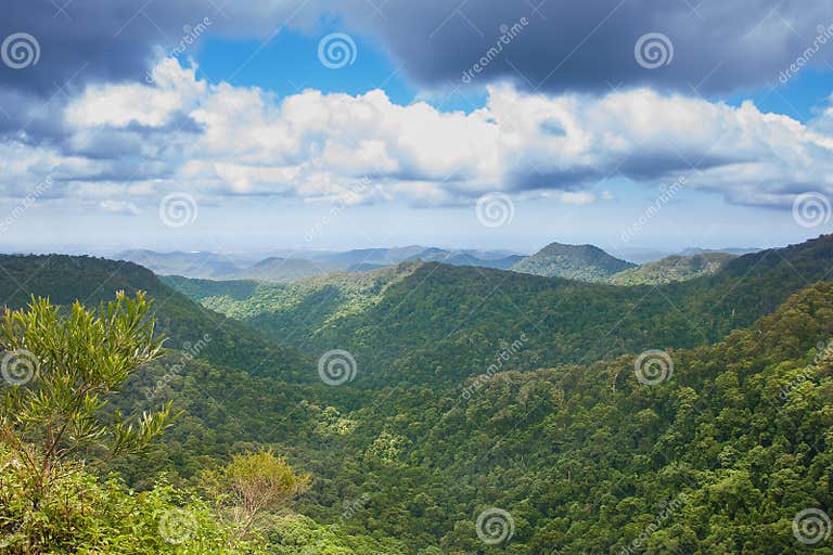 Parc National De Springbrook, Australie Photo stock - Image du ...