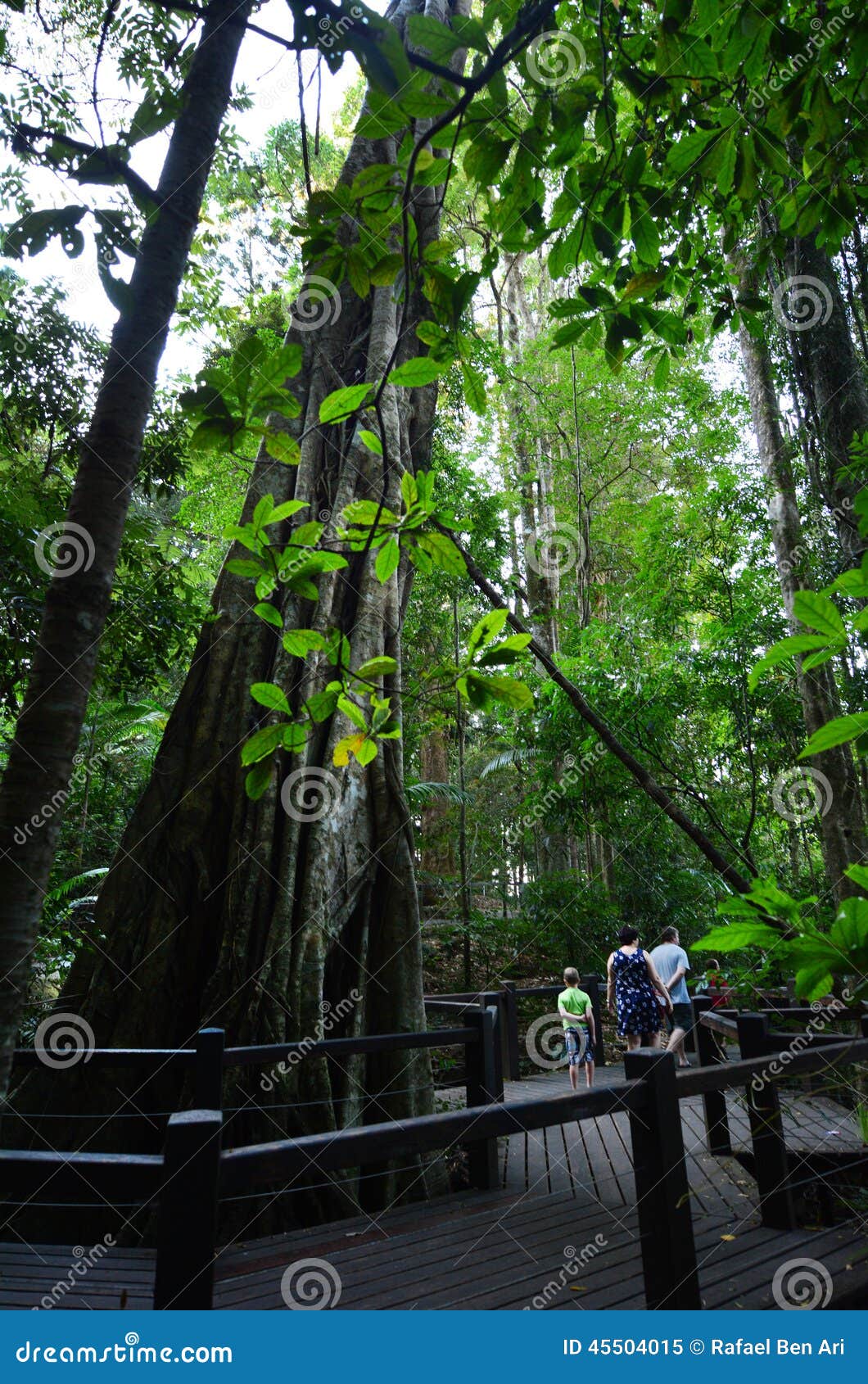 Parc National De Springbrook - Australie Du Queensland Image éditorial ...