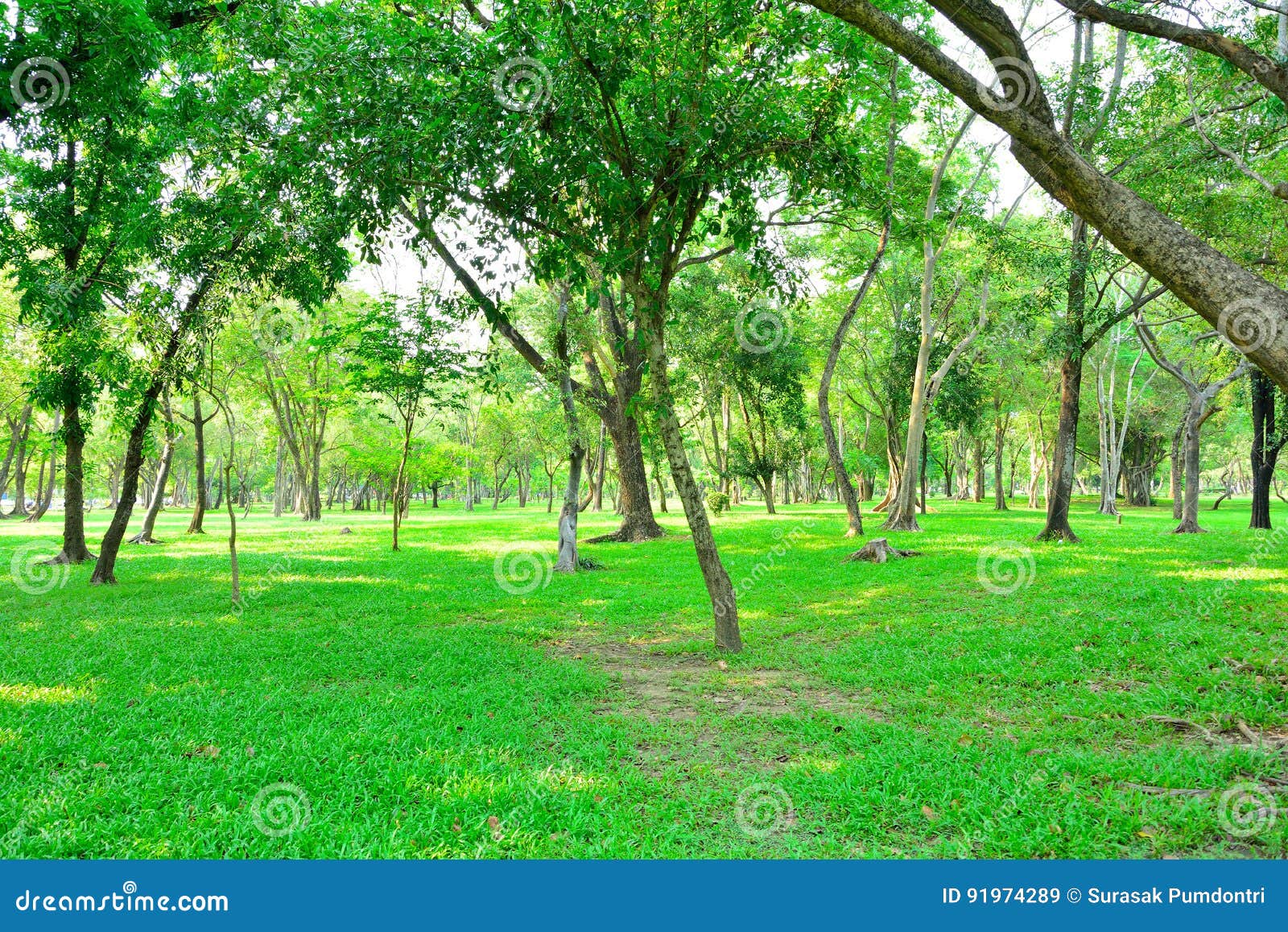 Parc Public Avec Des Arbres De Pelouse Image stock - Image du arbres ...