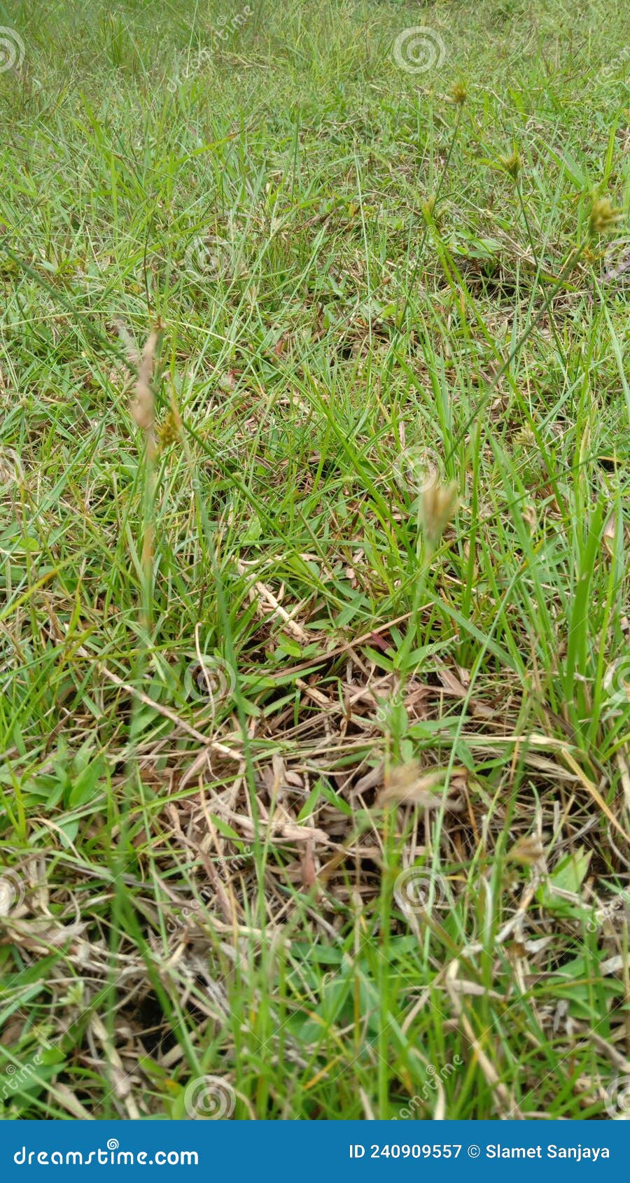 Parc vert devant ma maison image stock. Image du vert - 240909557