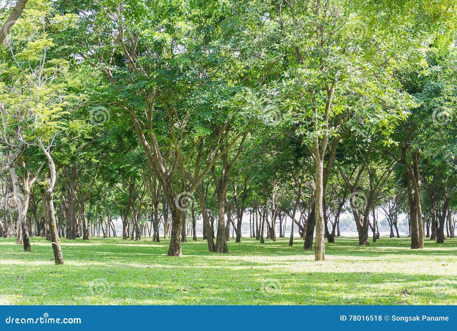 Parc vert public photo stock. Image du nature, feuillage - 78016518