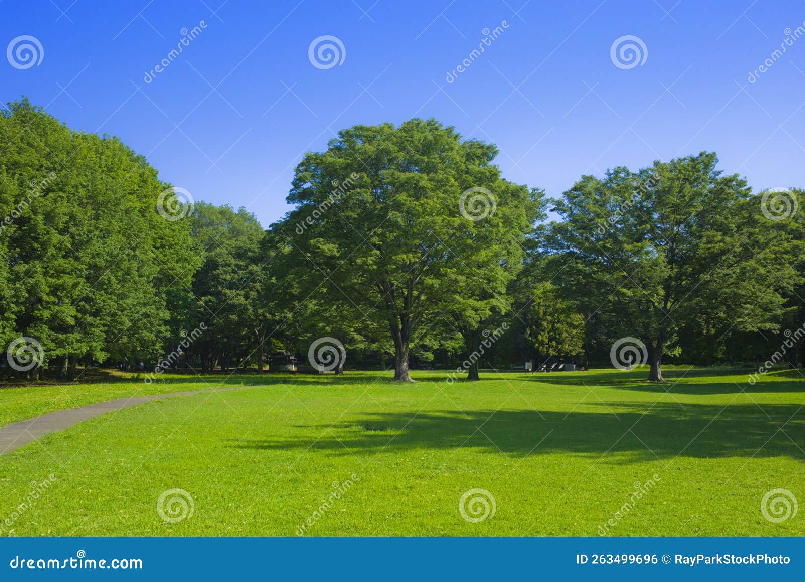 Parc vert photo stock. Image du fleur, santé, horizontal - 263499696