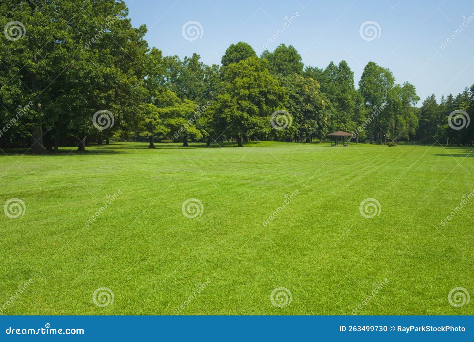 Parc vert photo stock. Image du lumière, forêt, mental - 263499730