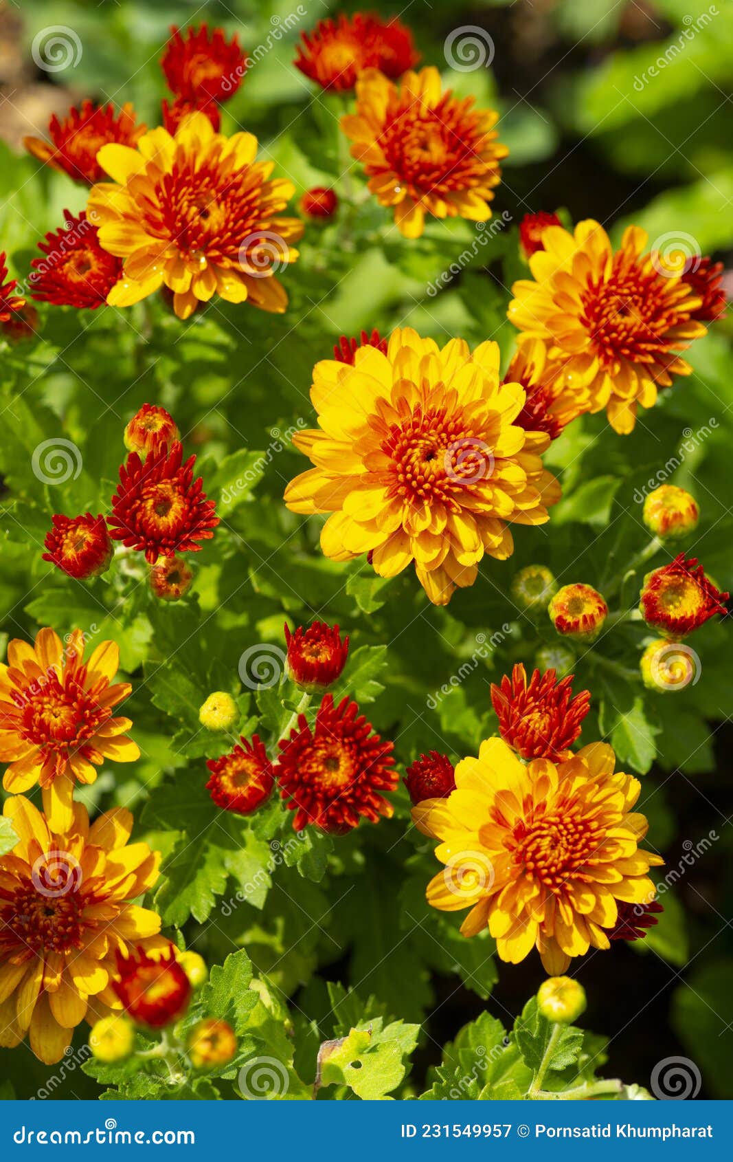 Parcelle De Fleurs Jaune Et Rouge Image stock - Image du couleur ...