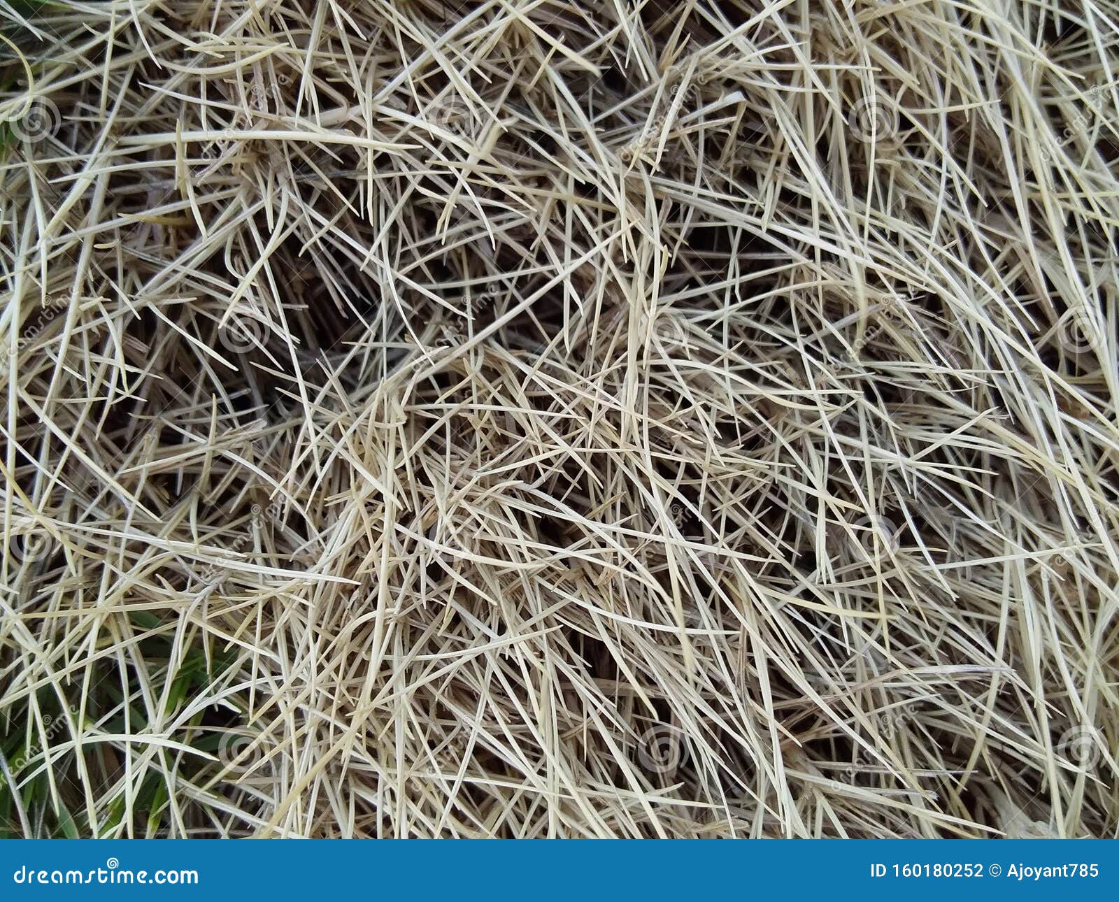 Parche Seco De Hojas De Pasto Foto de archivo - Imagen de heno, pila ...
