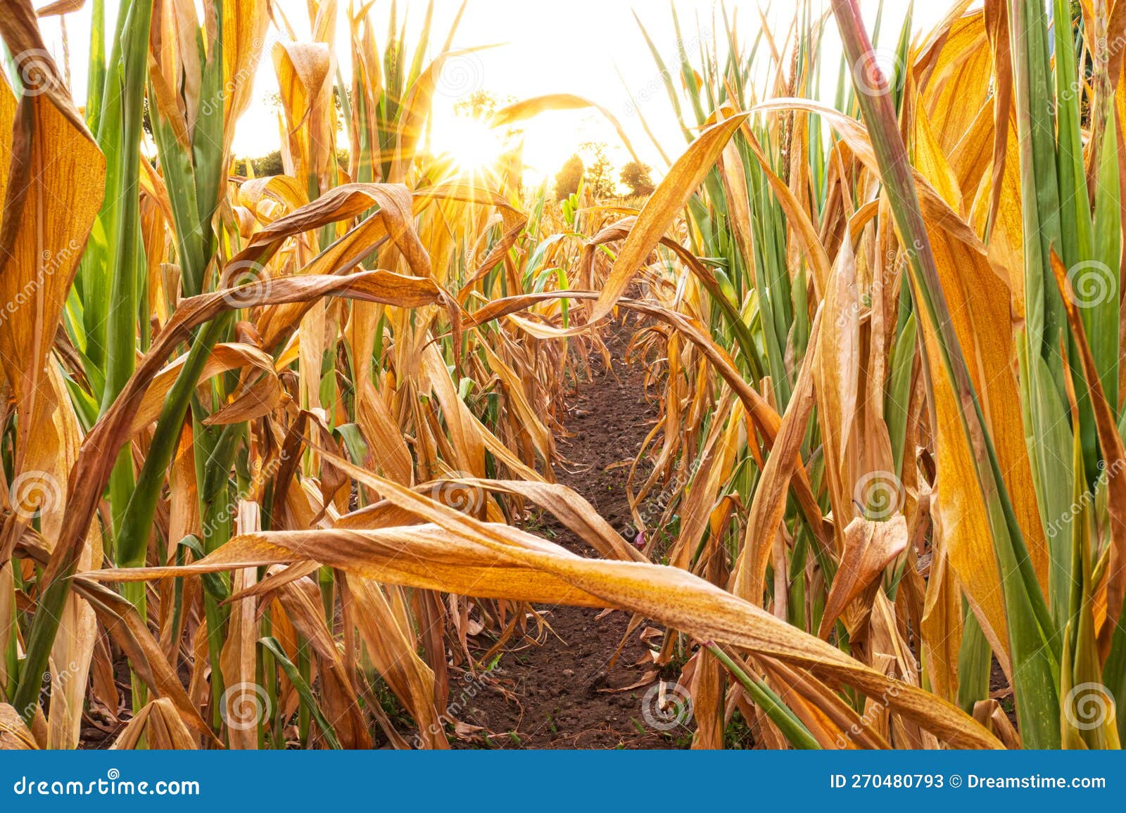 Parched Corn Field during Hot and Dry Summer Stock Image - Image of ...