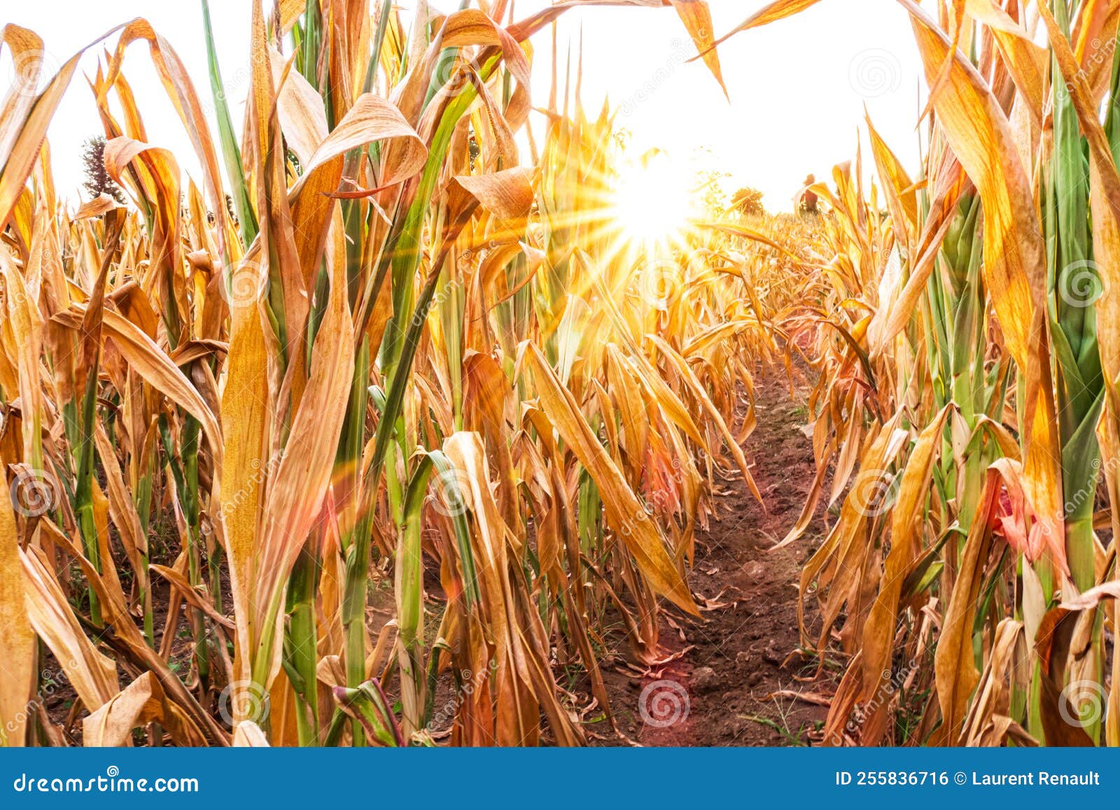 Parched Corn Field during Summer Stock Photo - Image of agrarian, maize ...