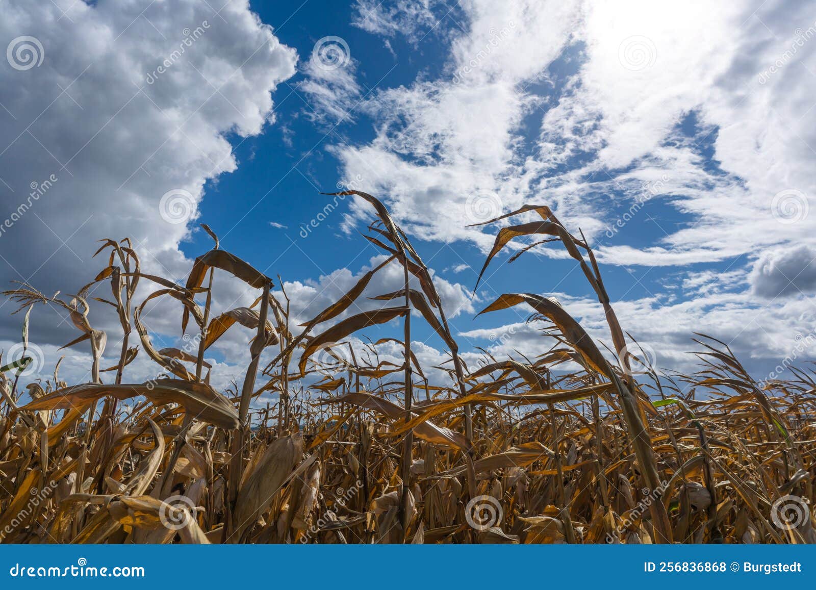 Parched Corn Plants Due To a Heat Wave and Extreme Drought in the ...
